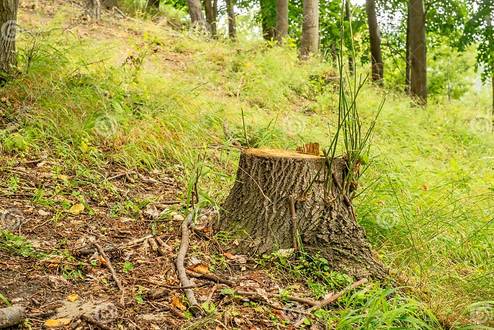 Fresh Cut Tree in the Forest Stock Photo - Image of forestry, stump ...