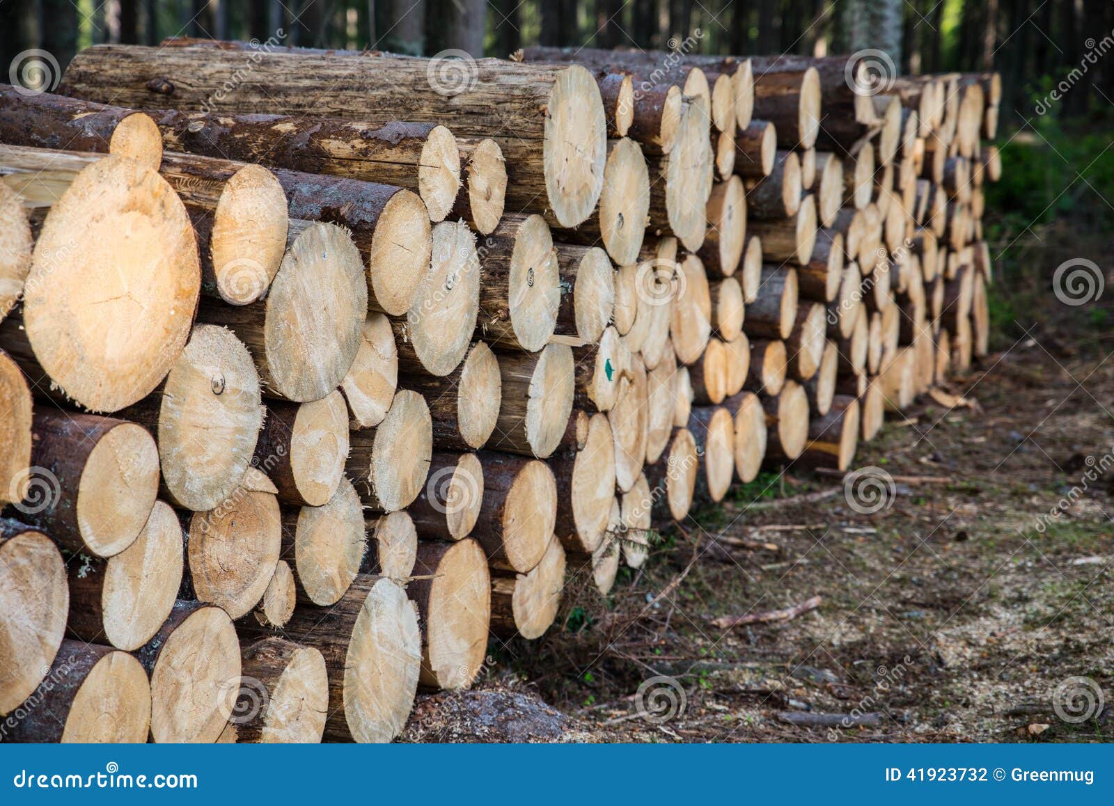 A Few Tree Logs Left Behind To Start Regrowth Of Forest Ground Plants ...