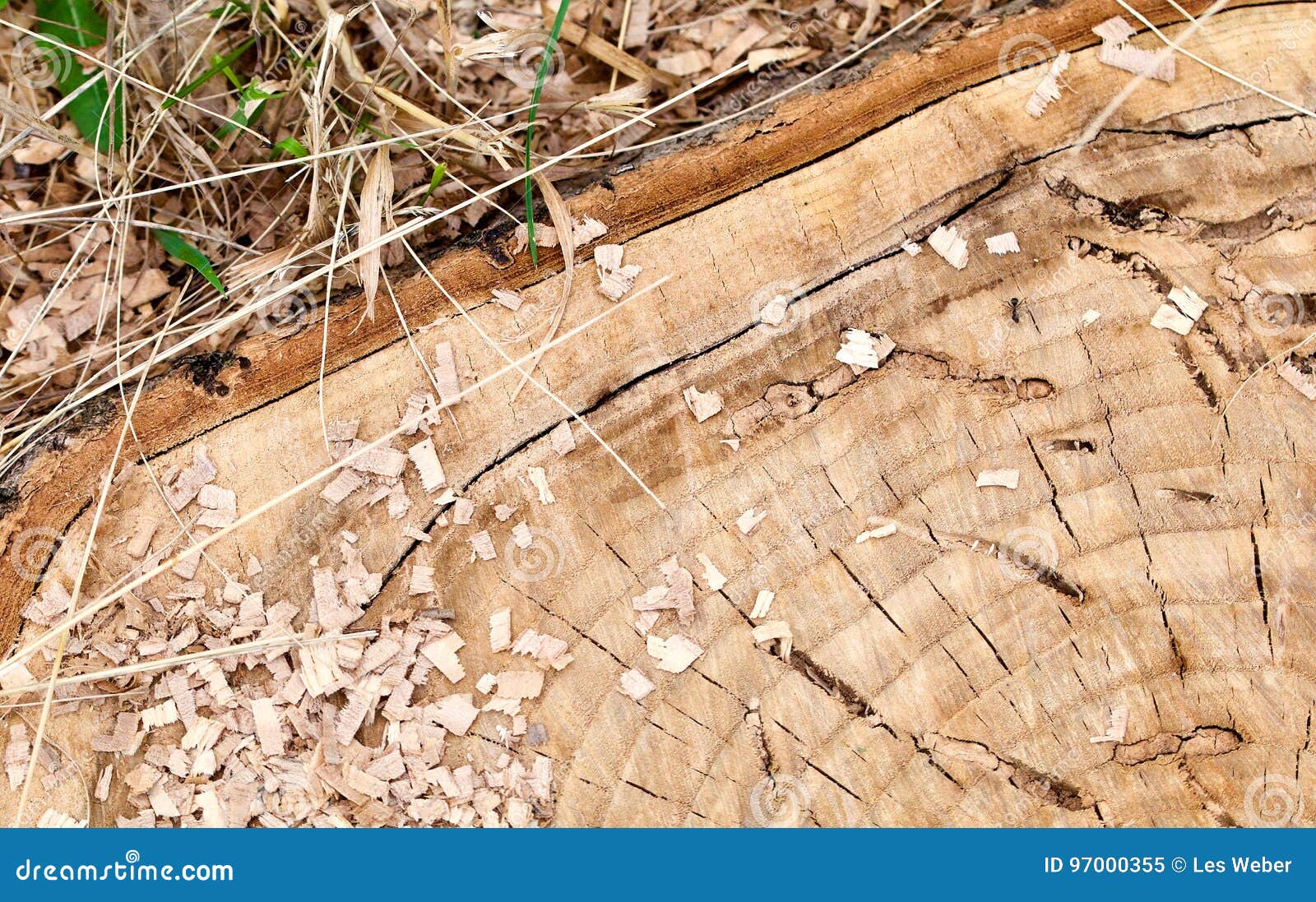 Fresh Cut Tree Partial Cross Section Stock Image - Image of bark, rings ...