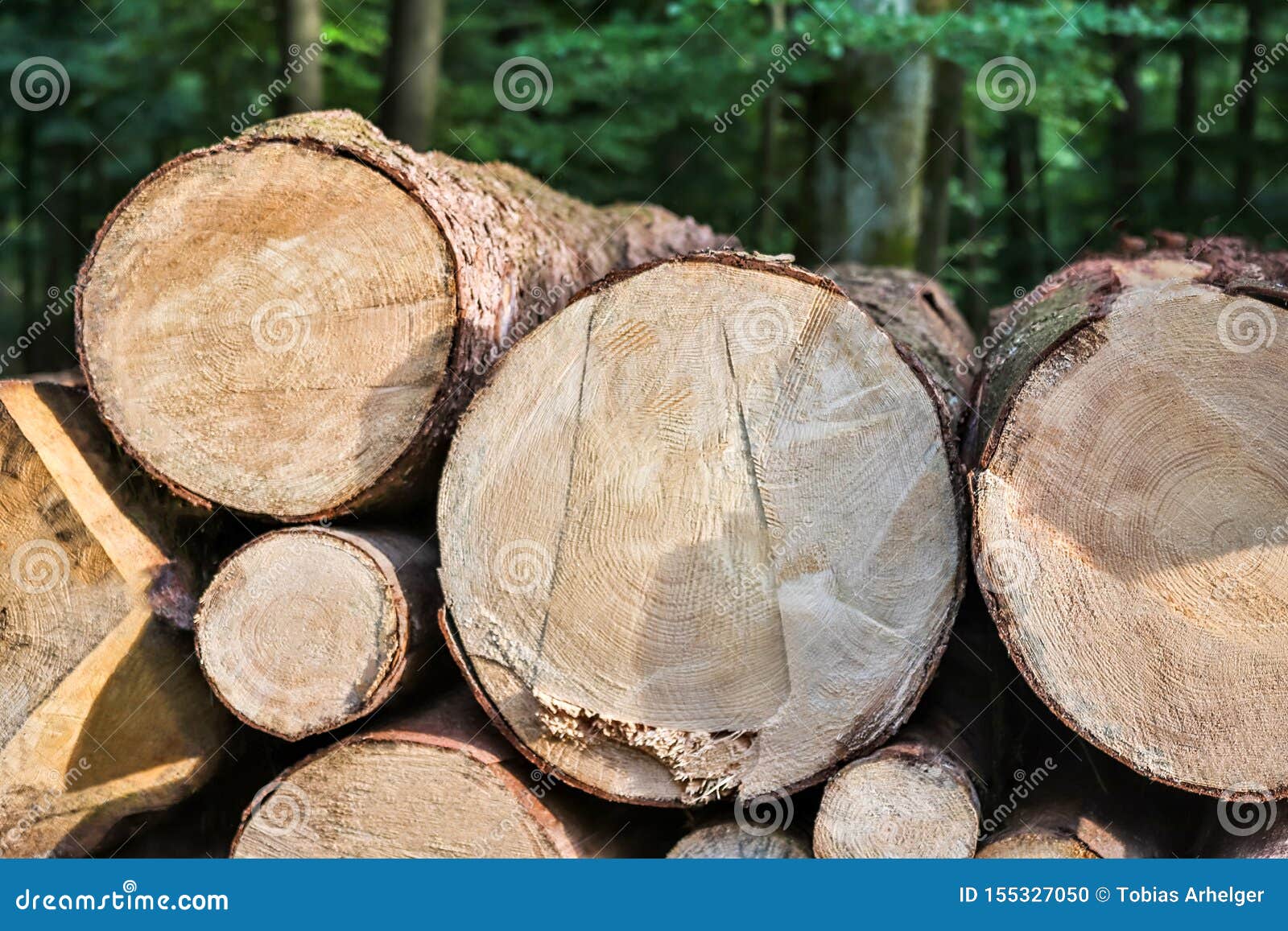 Fresh cut tree trunks stock photo. Image of tree, leaf - 155327050