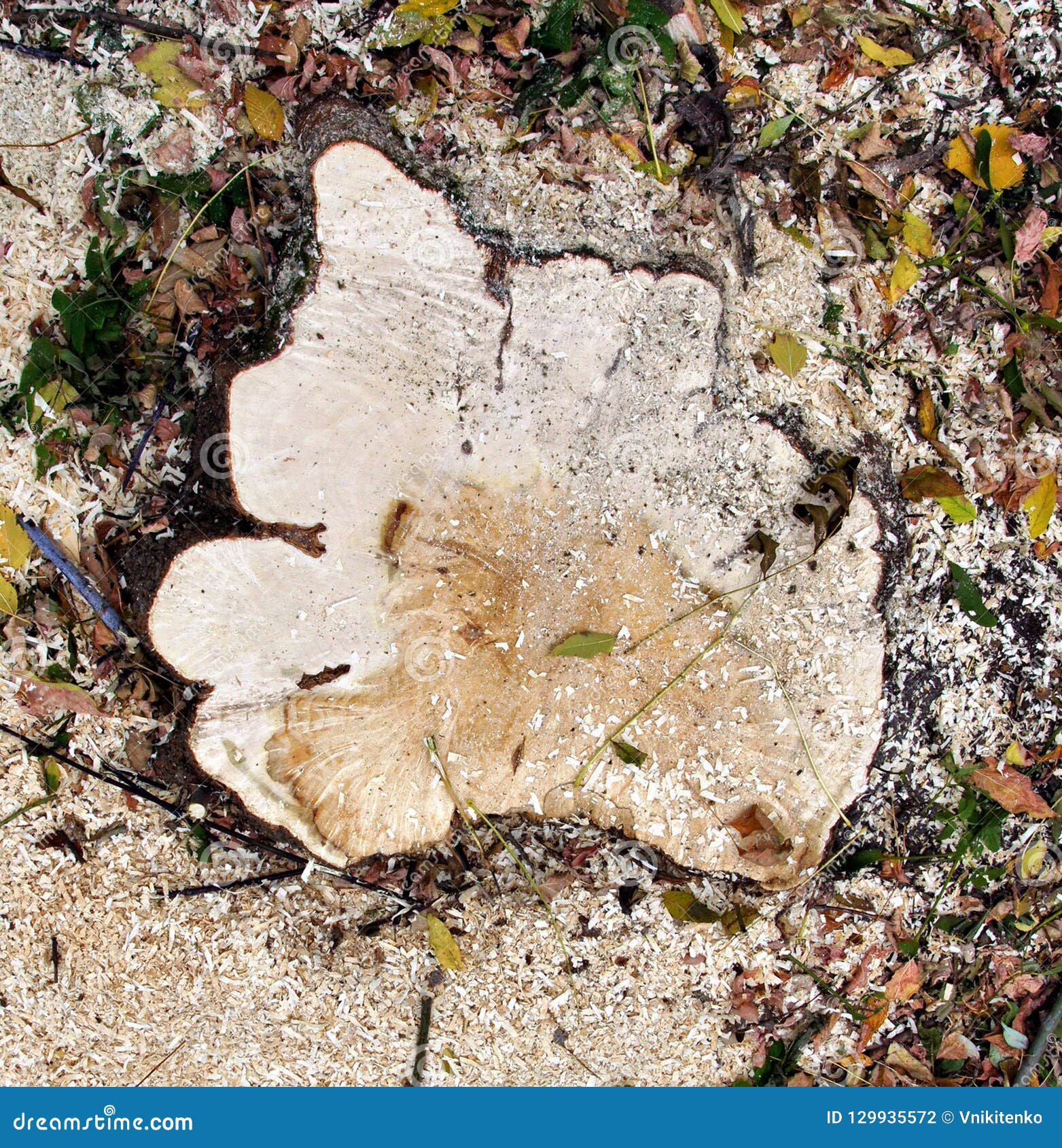 Fresh cut trunk stock photo. Image of view, abstract - 129935572