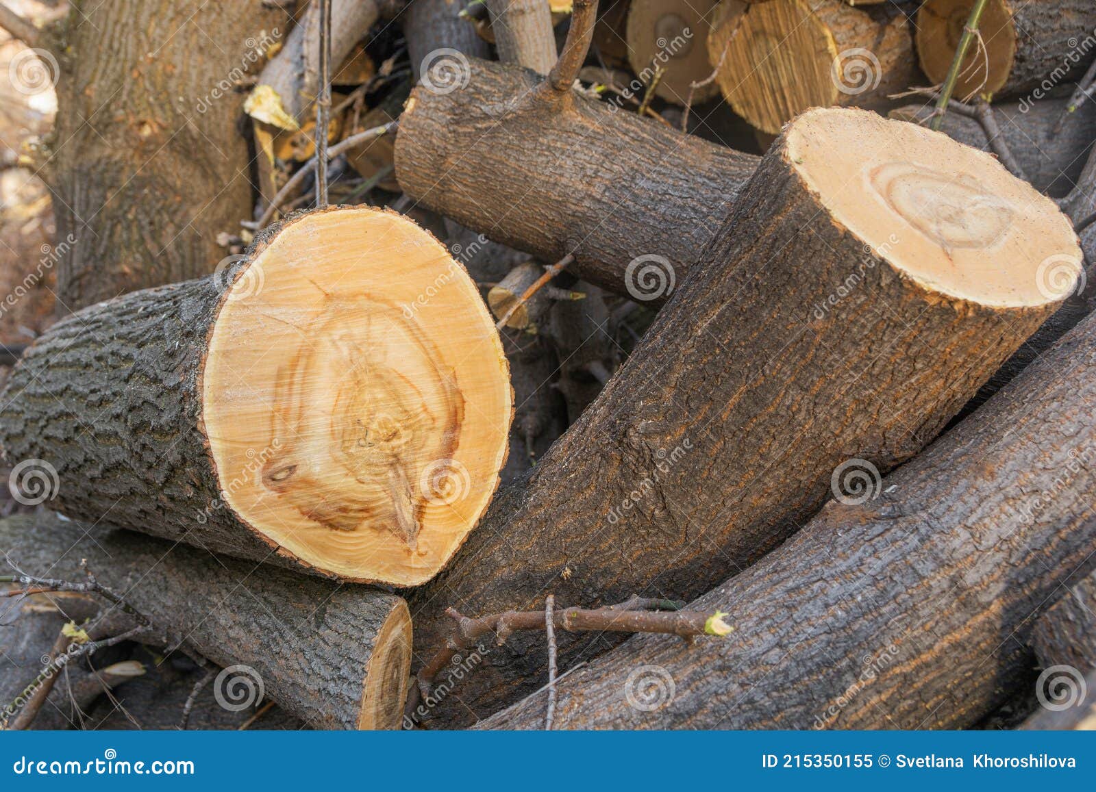 Fresh Cuts on Sawn and Chopped Tree Trunks. Old Trees are Being Cut ...