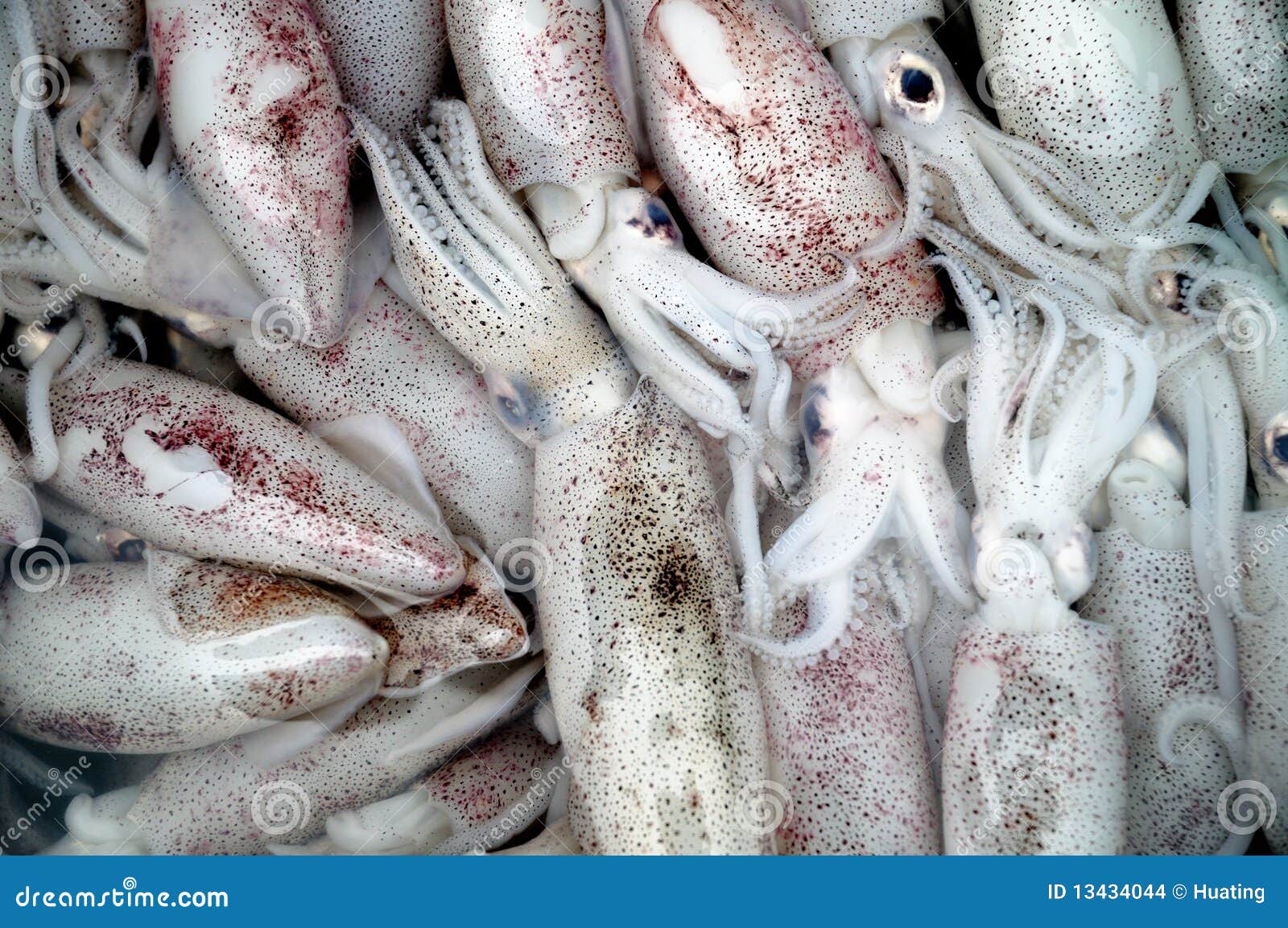 Fresh cuttlefish stock photo. Image of tentacles, fresh - 13434044