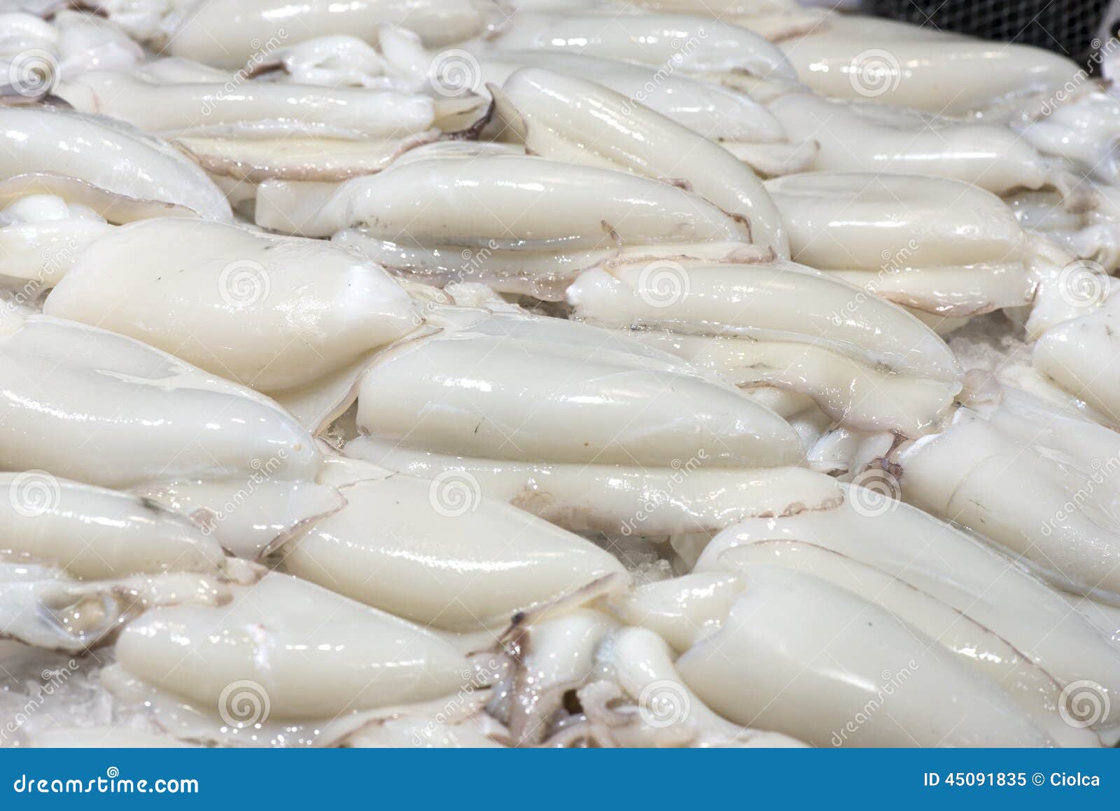 Fresh cuttlefish stock image. Image of cuisine, ingredient - 45091835