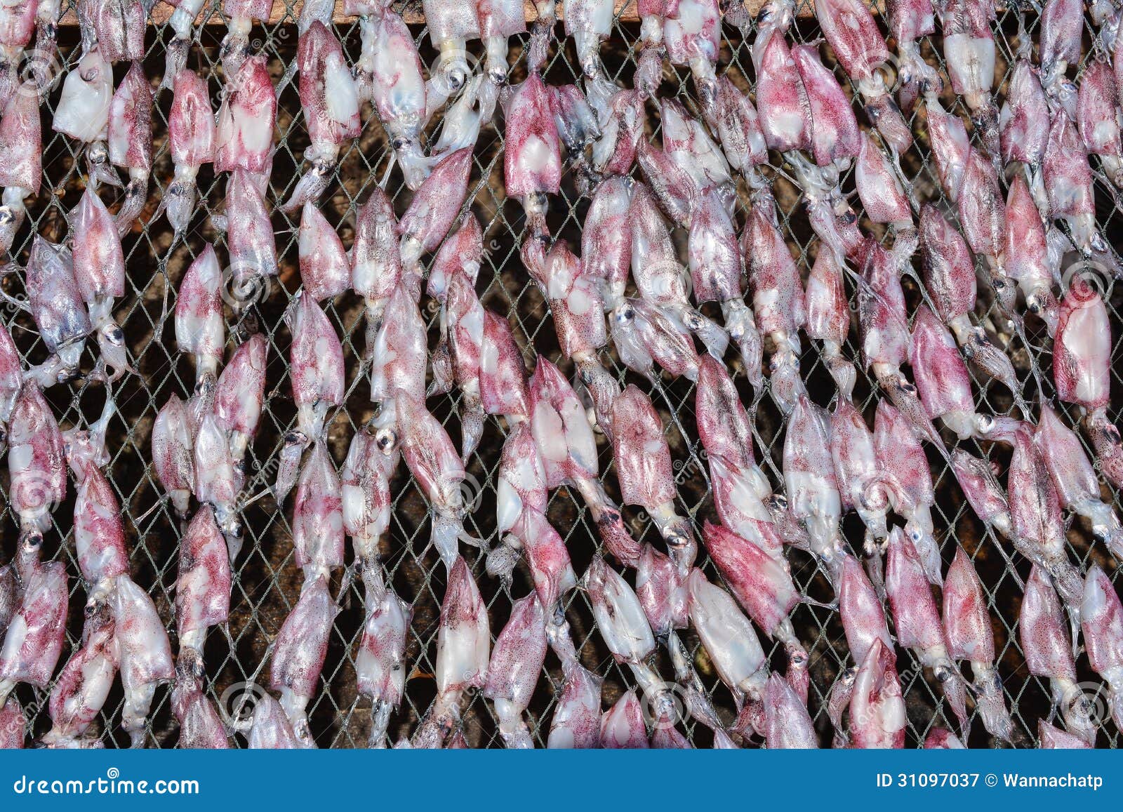 Fresh Cuttlefish Dried Off on Net Stock Image - Image of life, fresh ...