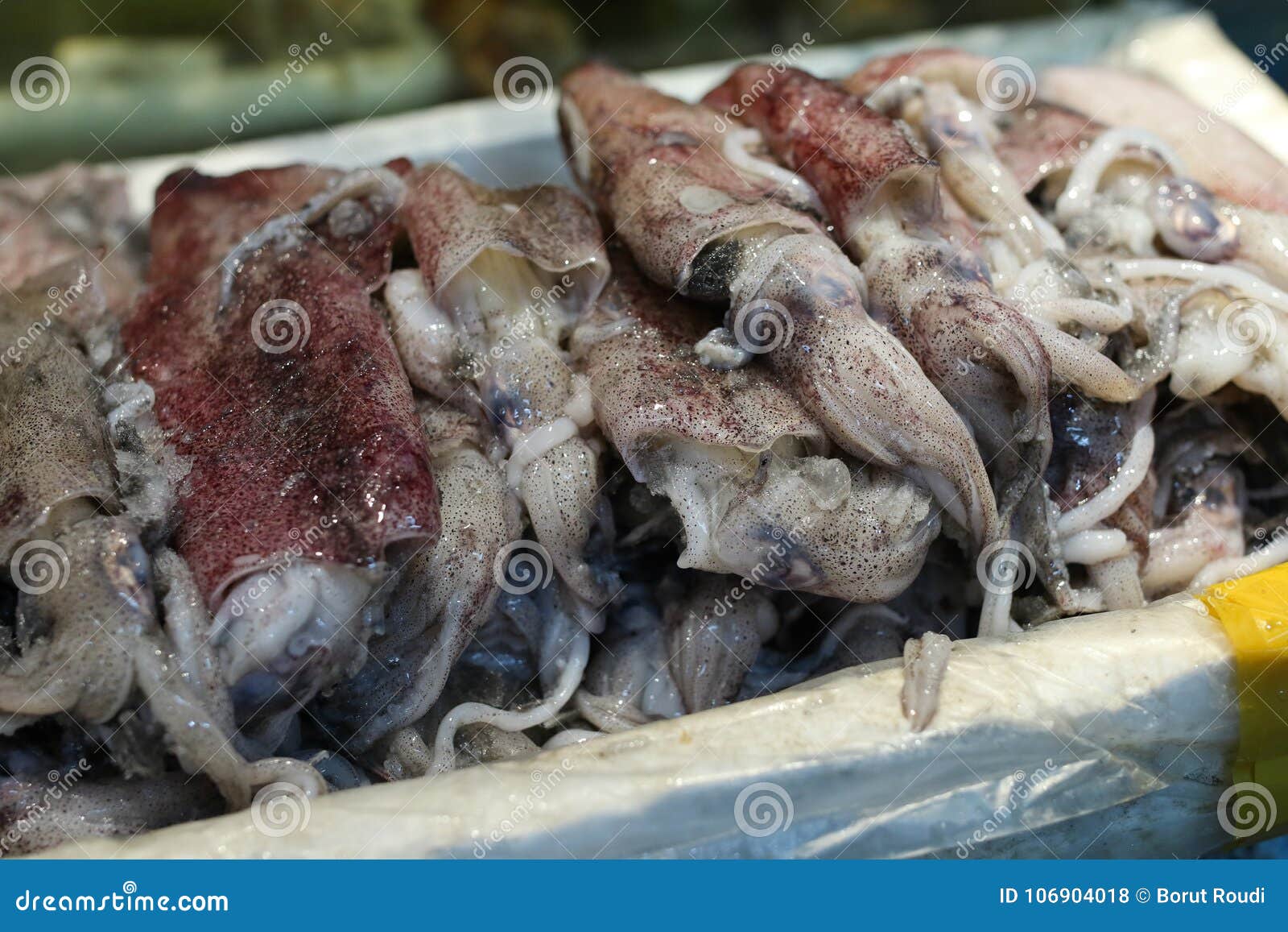 Fresh cuttlefish stock photo. Image of cuisine, dead - 106904018