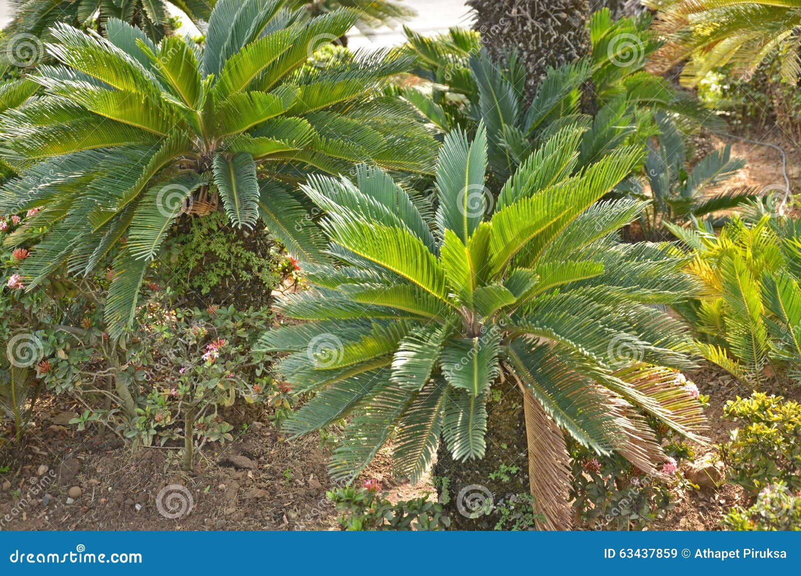 Fresh cycad trees stock image. Image of wood, cycad, plantation - 63437859