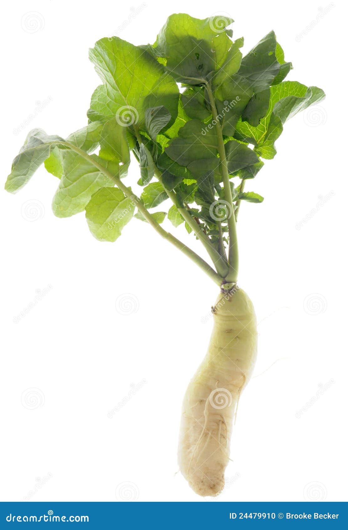 Fresh Daikon Radish stock photo. Image of clipping, icicle - 24479910