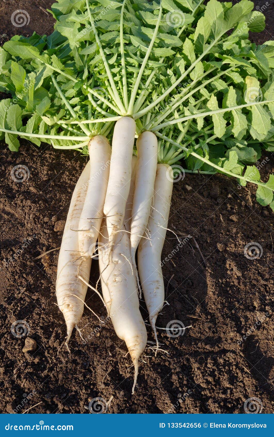 Harvested Daikon Radish on the Ground Stock Photo - Image of nature ...