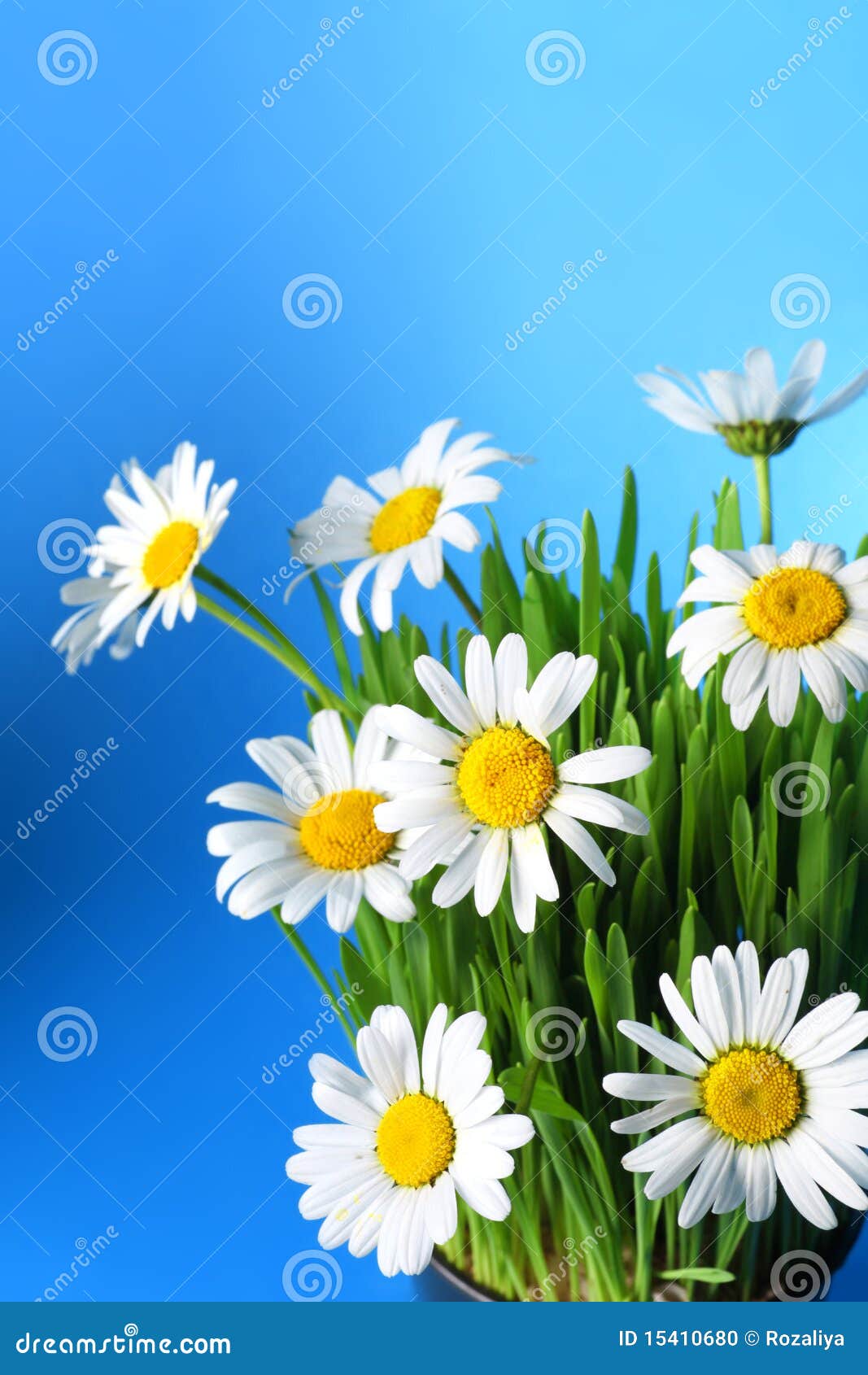 Fresh Daisies on Blue Background Stock Photo - Image of blossom, nature ...