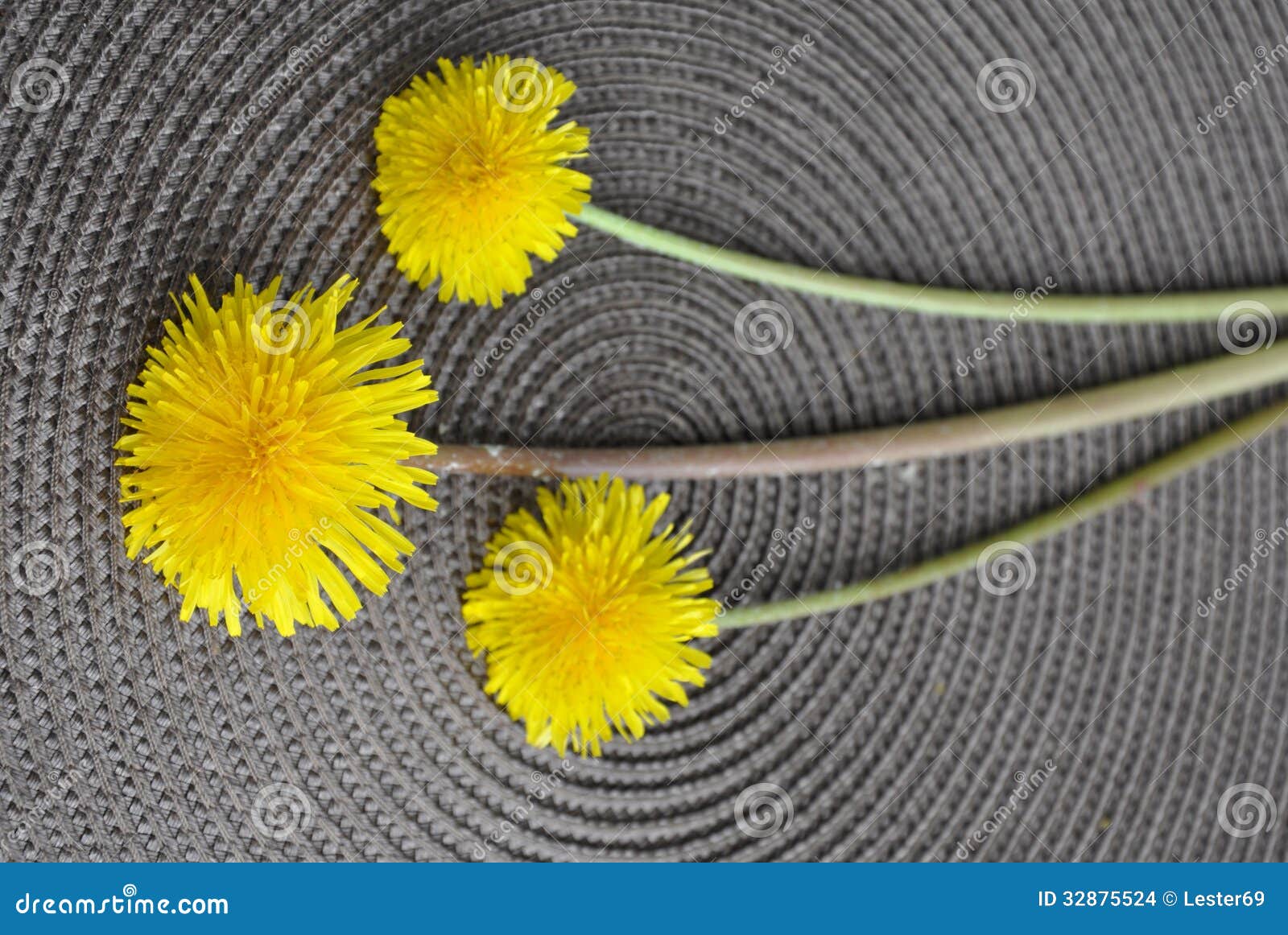 Fresh dandelion flowers stock photo. Image of fragrant - 32875524
