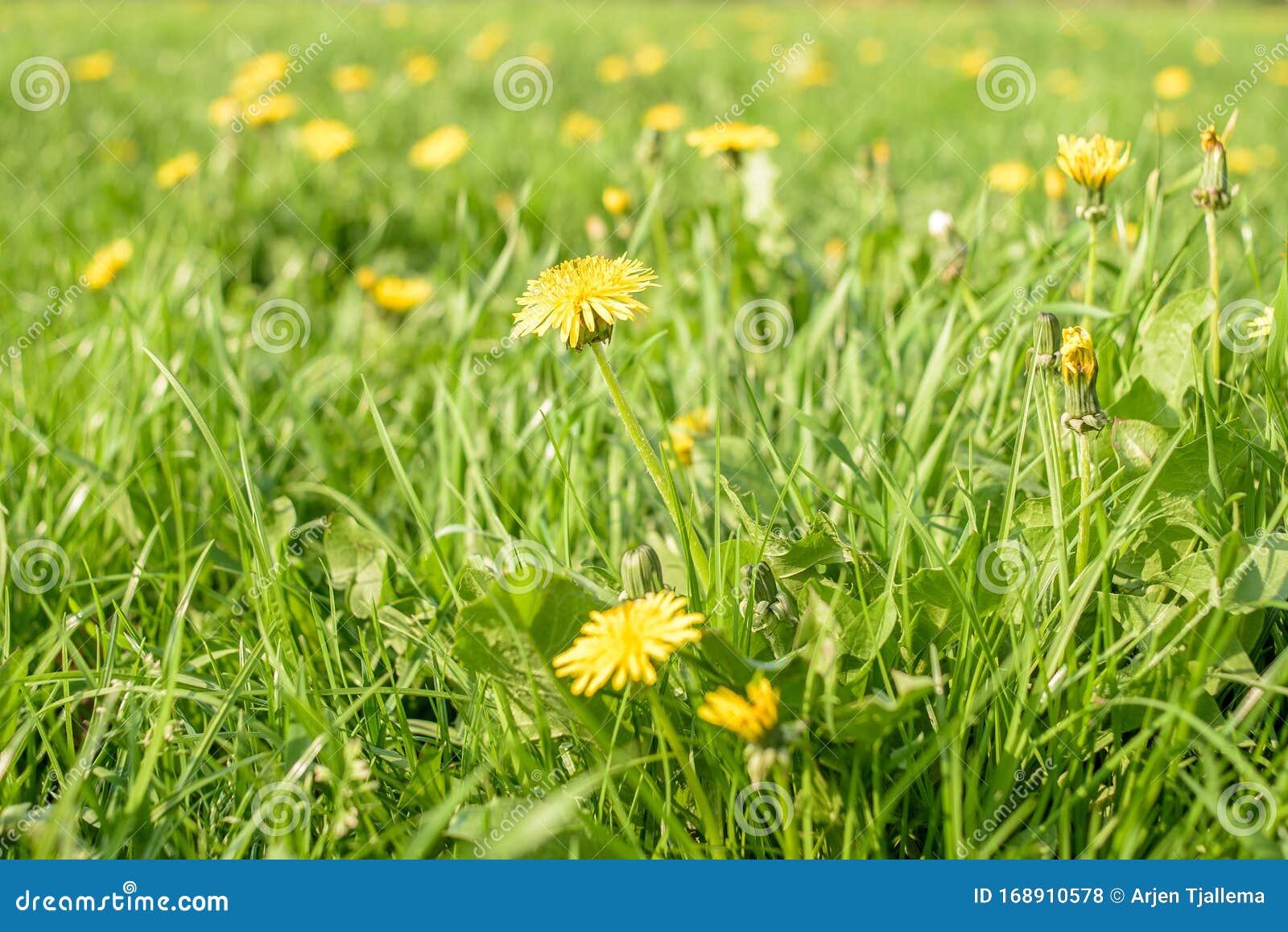 Fresh Dandelions in a Green Field Stock Photo - Image of flora ...
