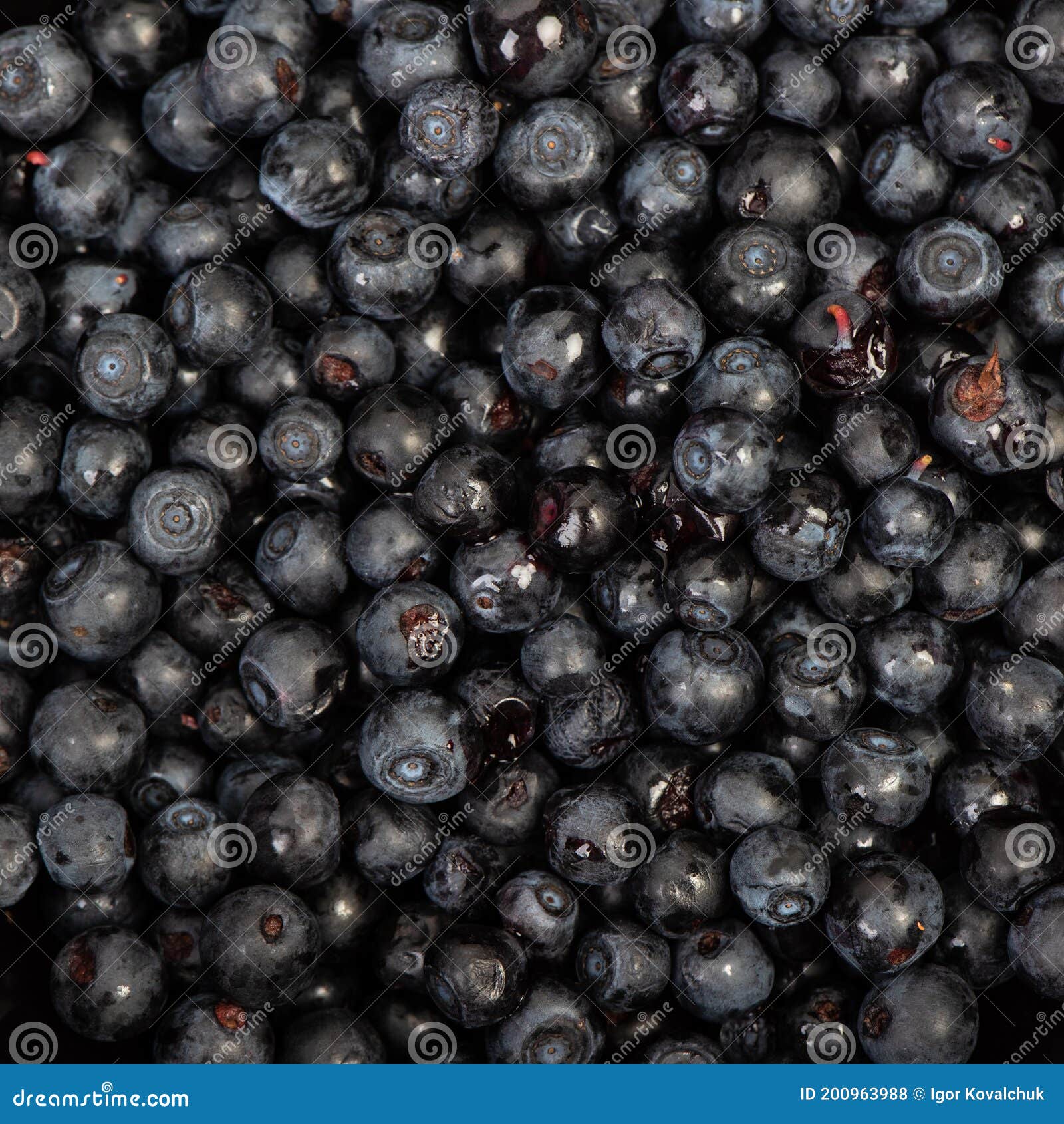 Fresh dark blueberry stock photo. Image of delicious - 200963988
