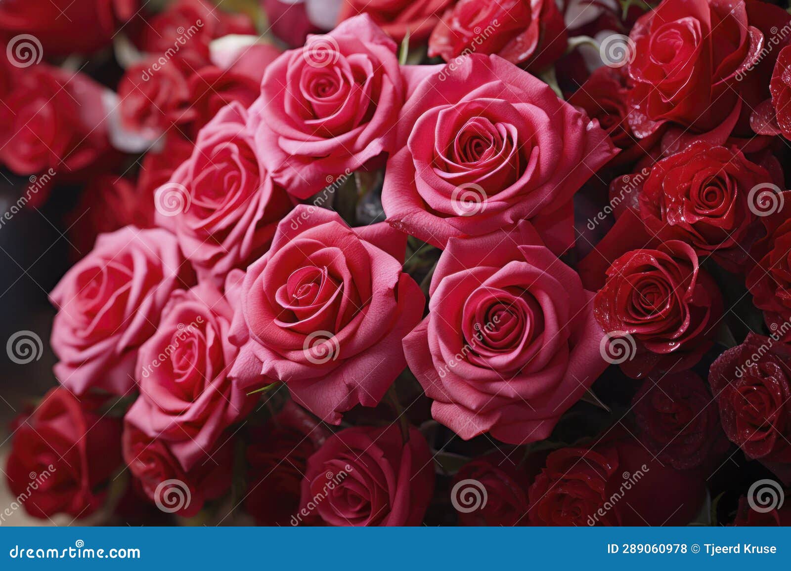 Fresh Dark Red Roses Close Up Texture Background Stock Illustration ...