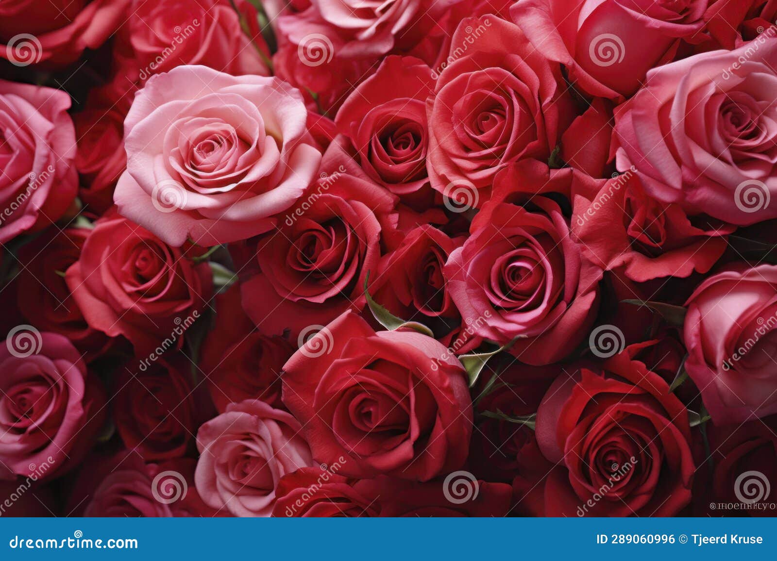 Fresh Dark Red Roses Close Up Texture Background Stock Photo - Image of ...