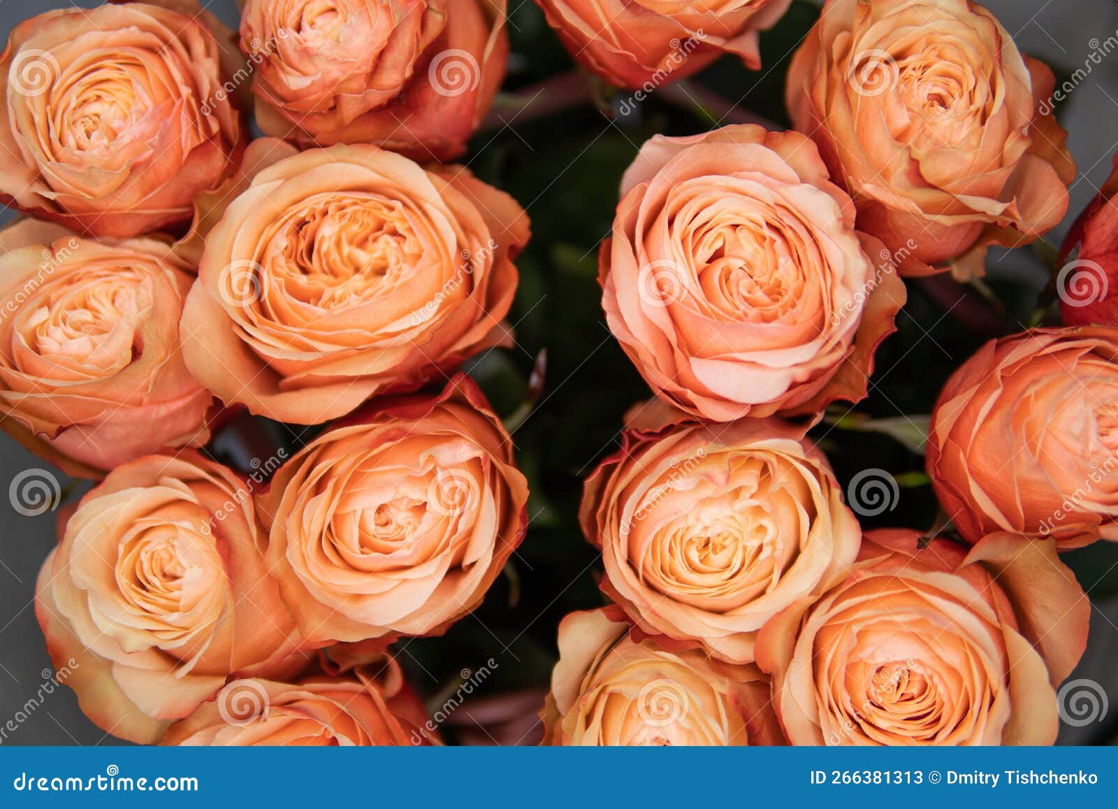 Fresh Dark Red Roses Close Up Texture Background Rose Stock Image ...