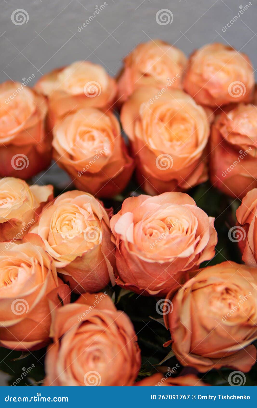 Fresh Dark Red Roses Close Up Texture Background Rose Stock Image ...