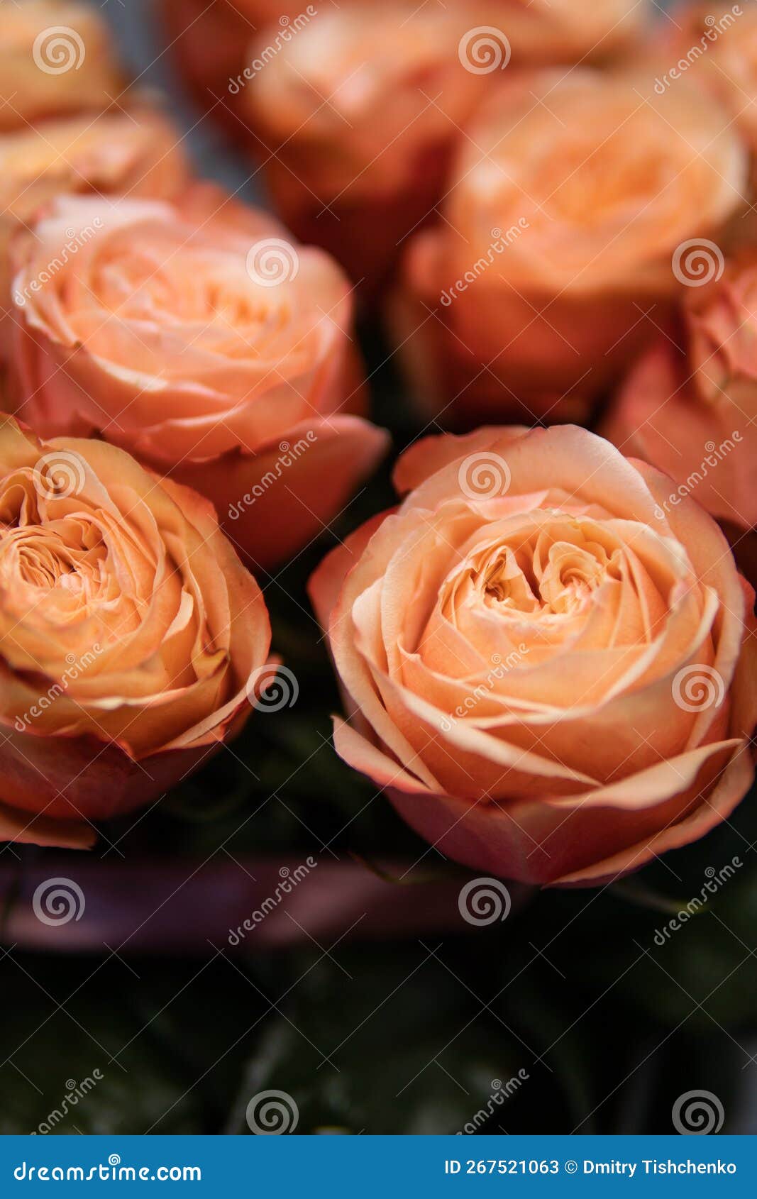 Fresh Dark Red Roses Close Up Texture Background Rose Stock Image ...