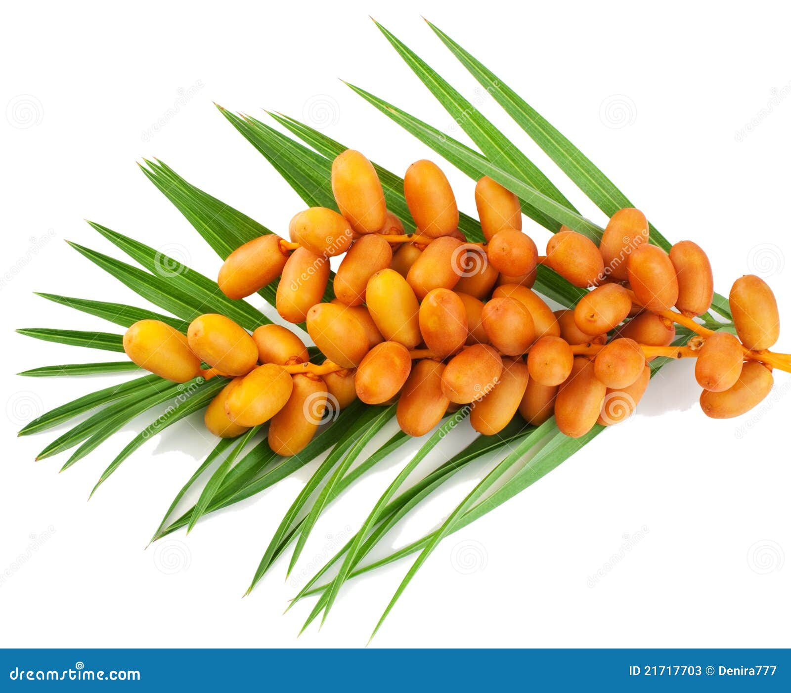 Fresh Date Fruites stock image. Image of studio, desert - 21717703