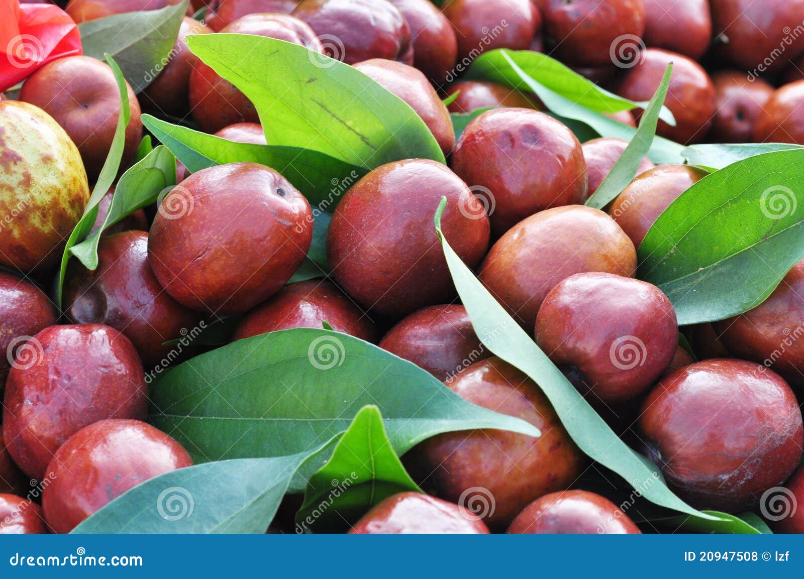 Fresh dates stock photo. Image of green, outdoor, selling - 20947508