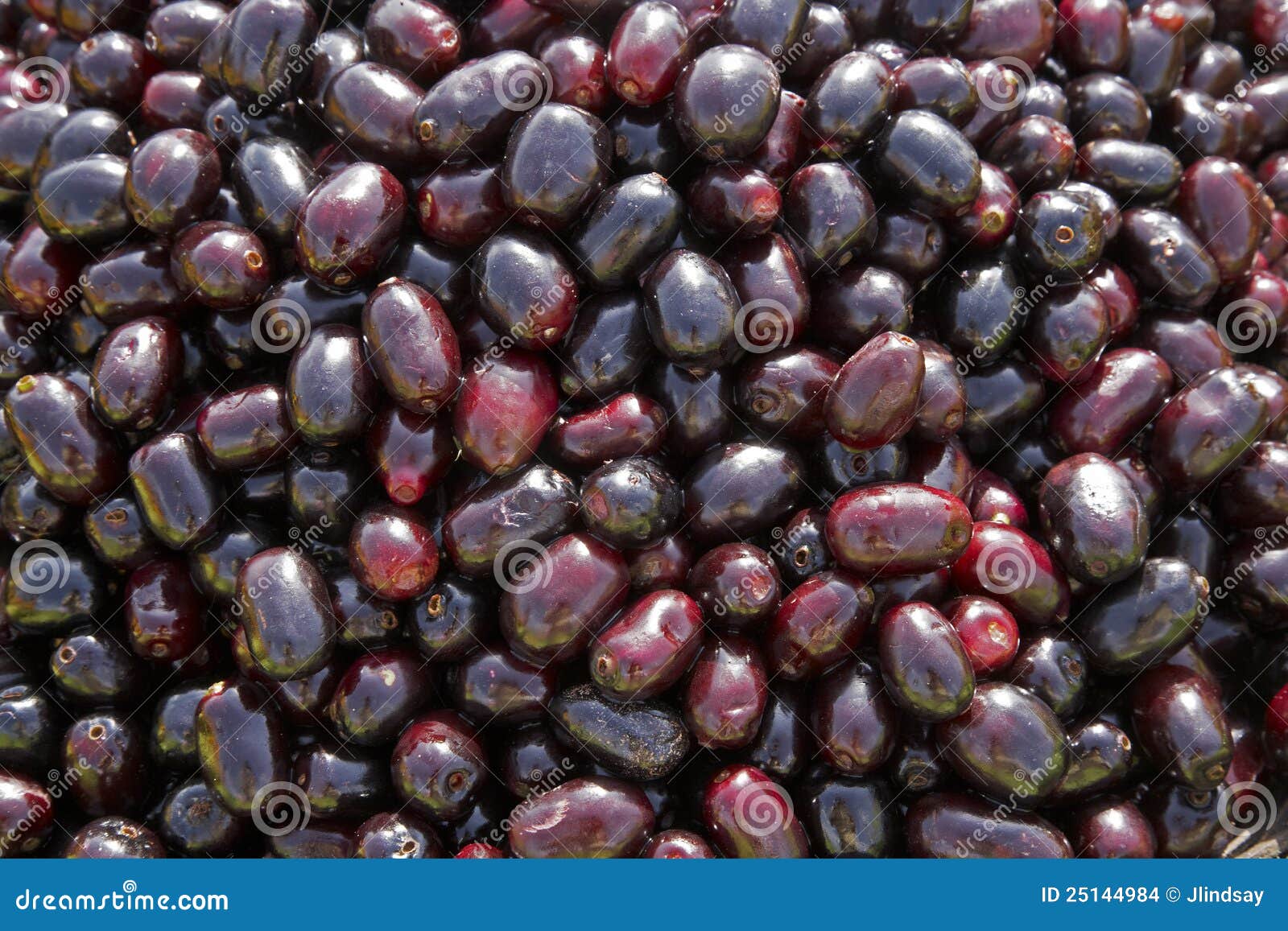 Fresh Dates stock photo. Image of display, healthy, background - 25144984