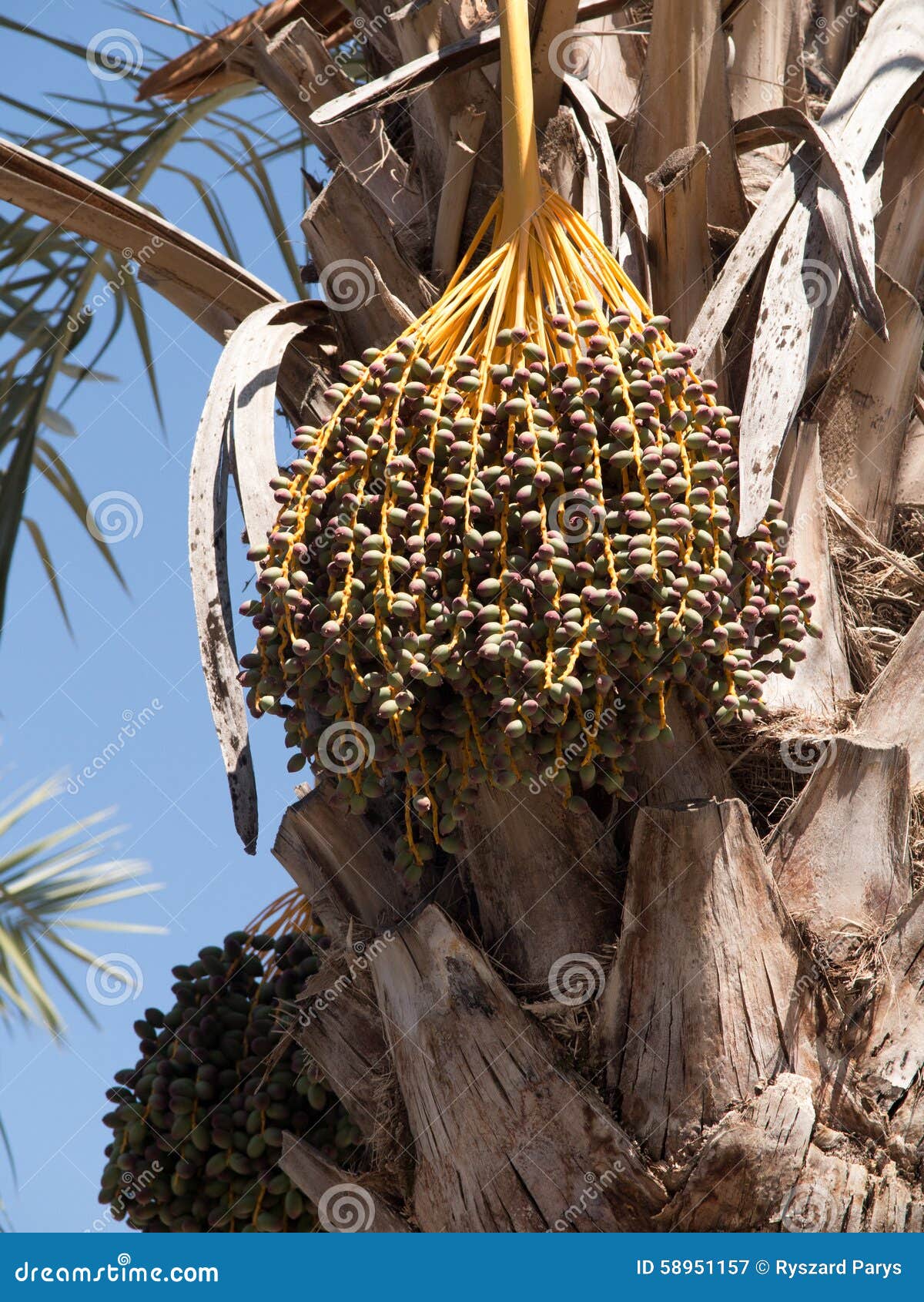 Fresh dates on date palm stock image. Image of evergreen - 58951157
