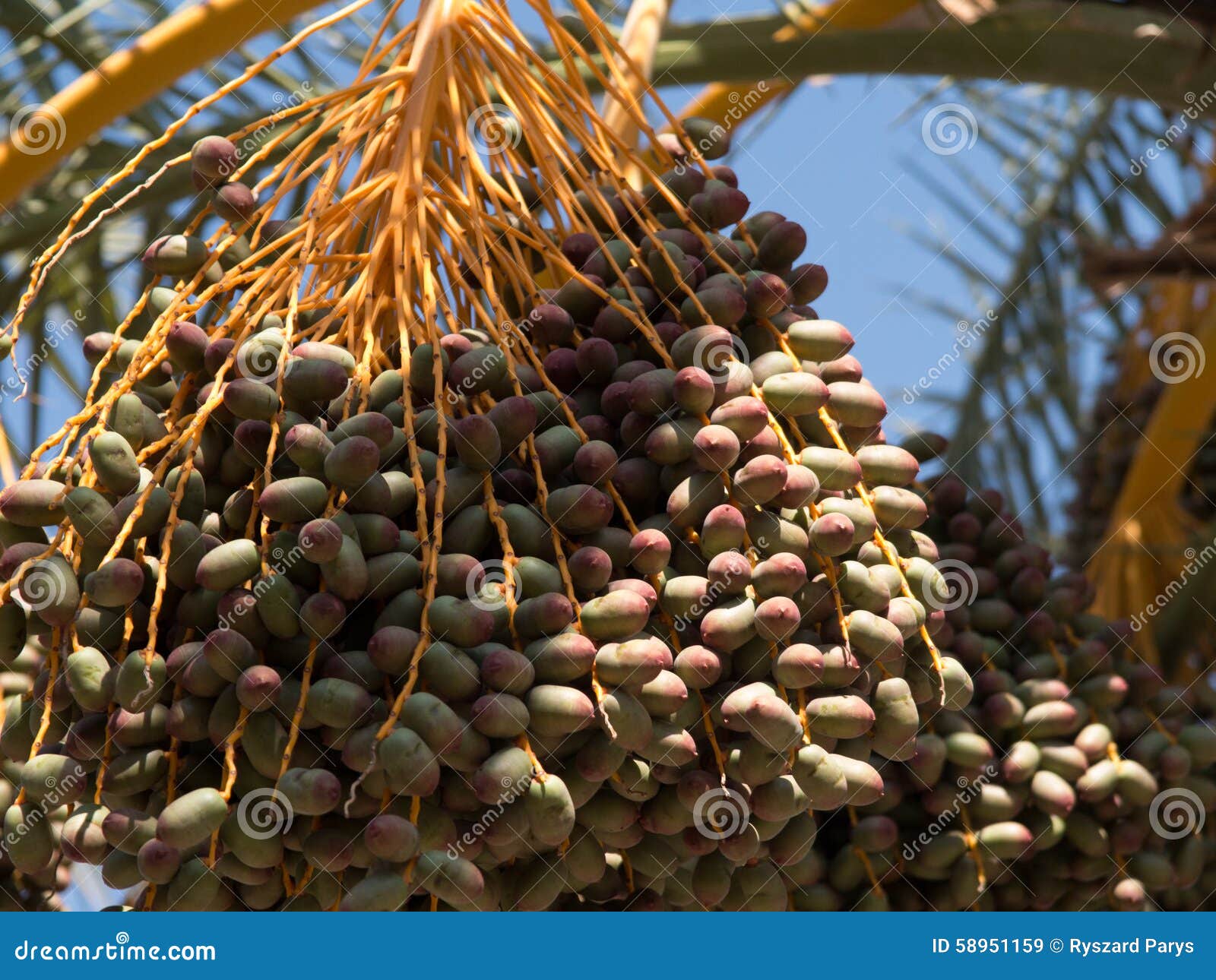Fresh dates on date palm stock image. Image of agriculture - 58951159