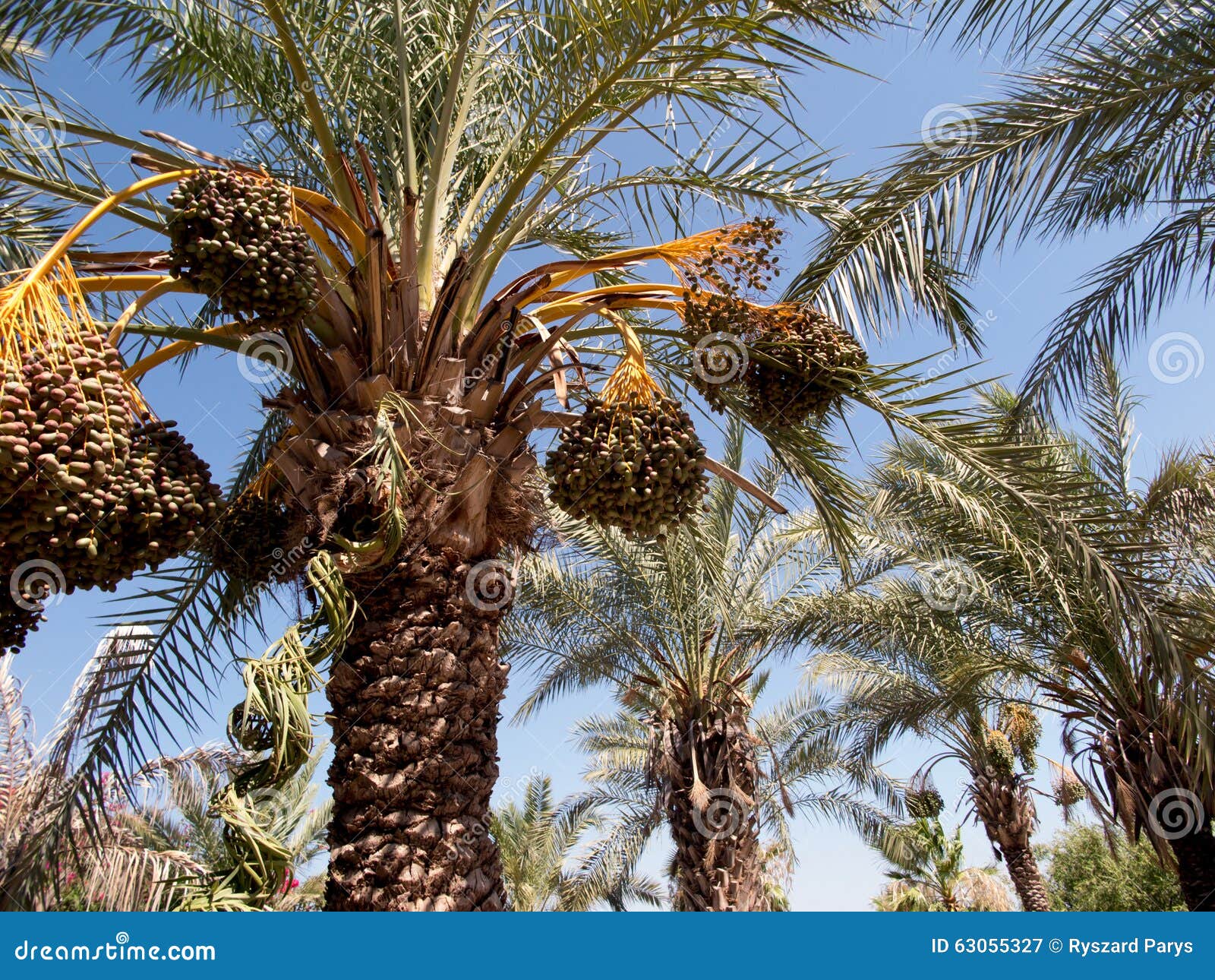Fresh dates on date palm stock image. Image of fruit - 63055327