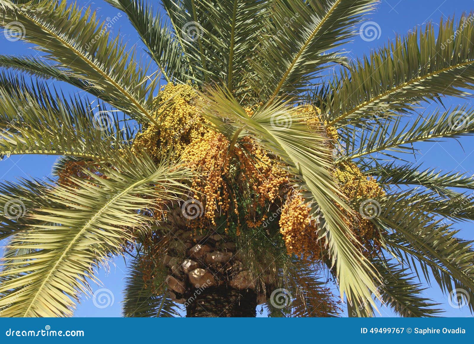 Fresh Dates Tree