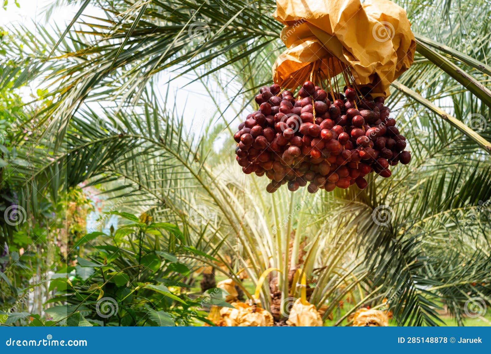 Fresh Dates on the Tree in the Garden. Stock Photo - Image of greenery ...