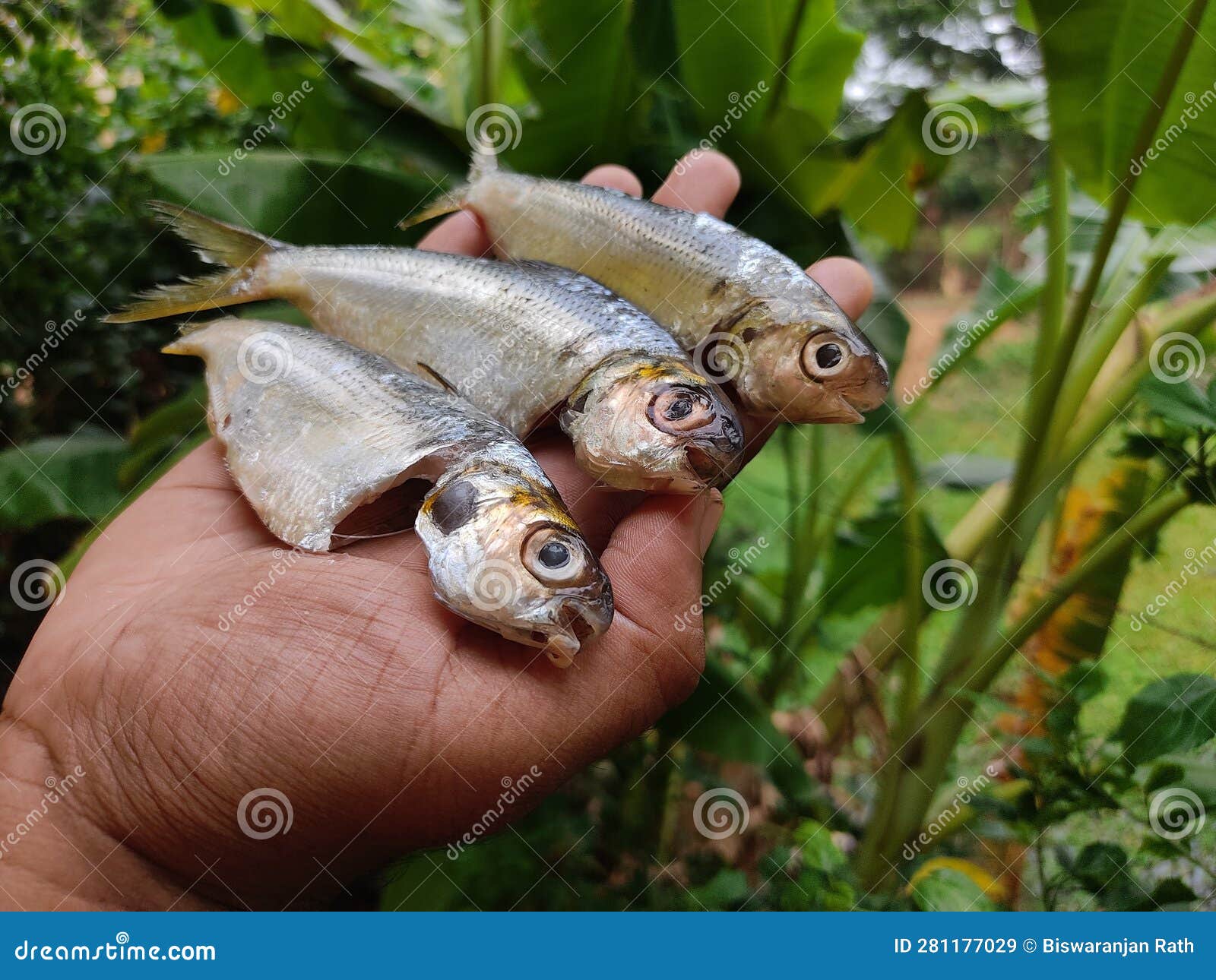 Fresh Degutted and Processed Sardine Fish in Nice Green Background HD ...