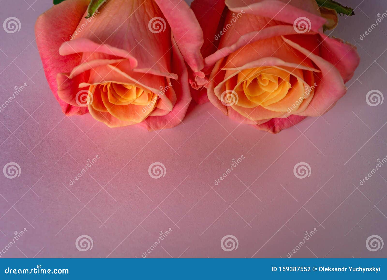 Fresh, Delicate Roses on a Pink Background Stock Photo - Image of ...