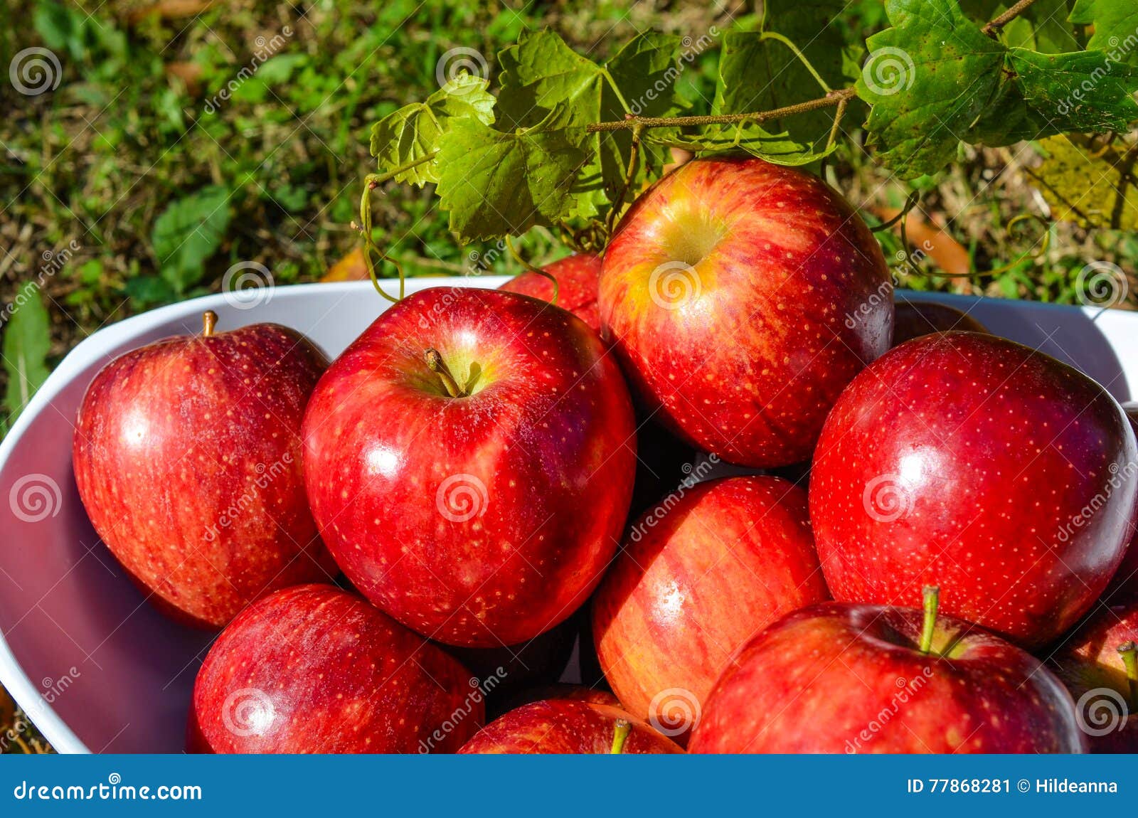Fresh Delicious Autumn Red Apples Stock Image - Image of rustic ...