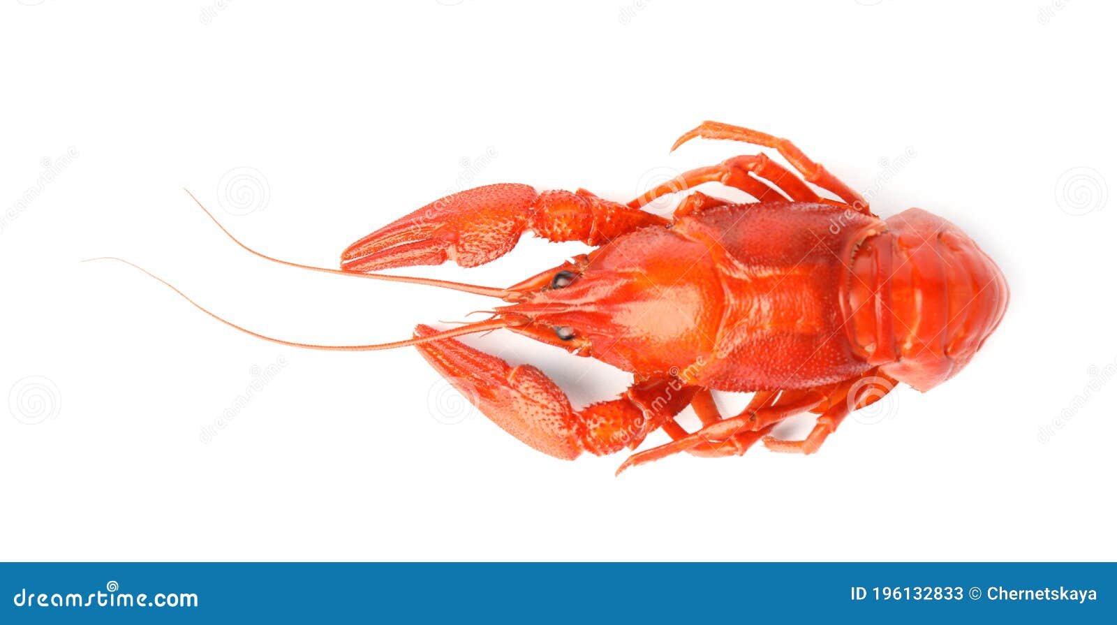 Fresh Delicious Boiled Crayfish Isolated on White, Top View Stock Image ...