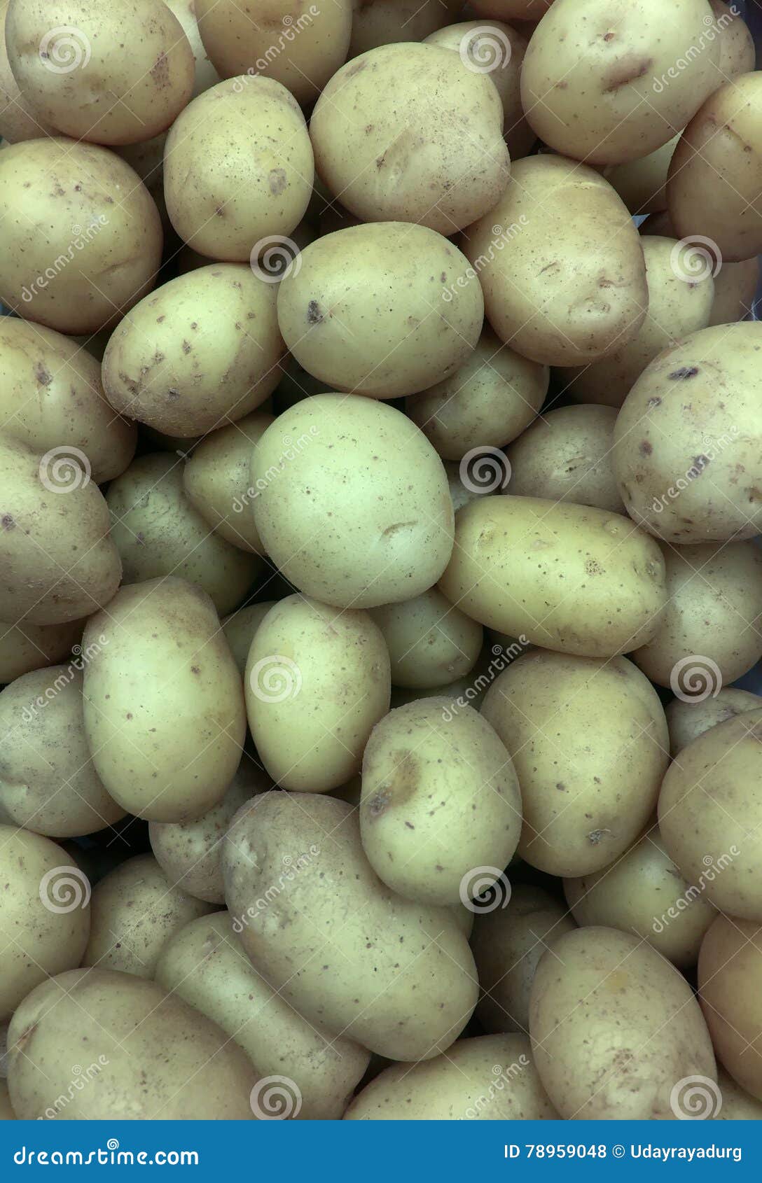 Fresh Delicious Farm Potatoes Stock Photo - Image of background, farm ...