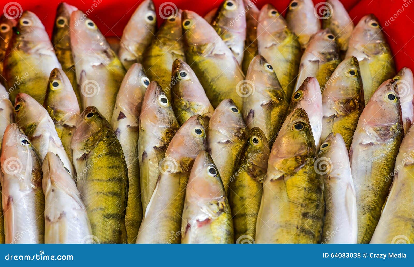 Fresh and Delicious Sea Fish Stock Photo - Image of seasonal, utility ...