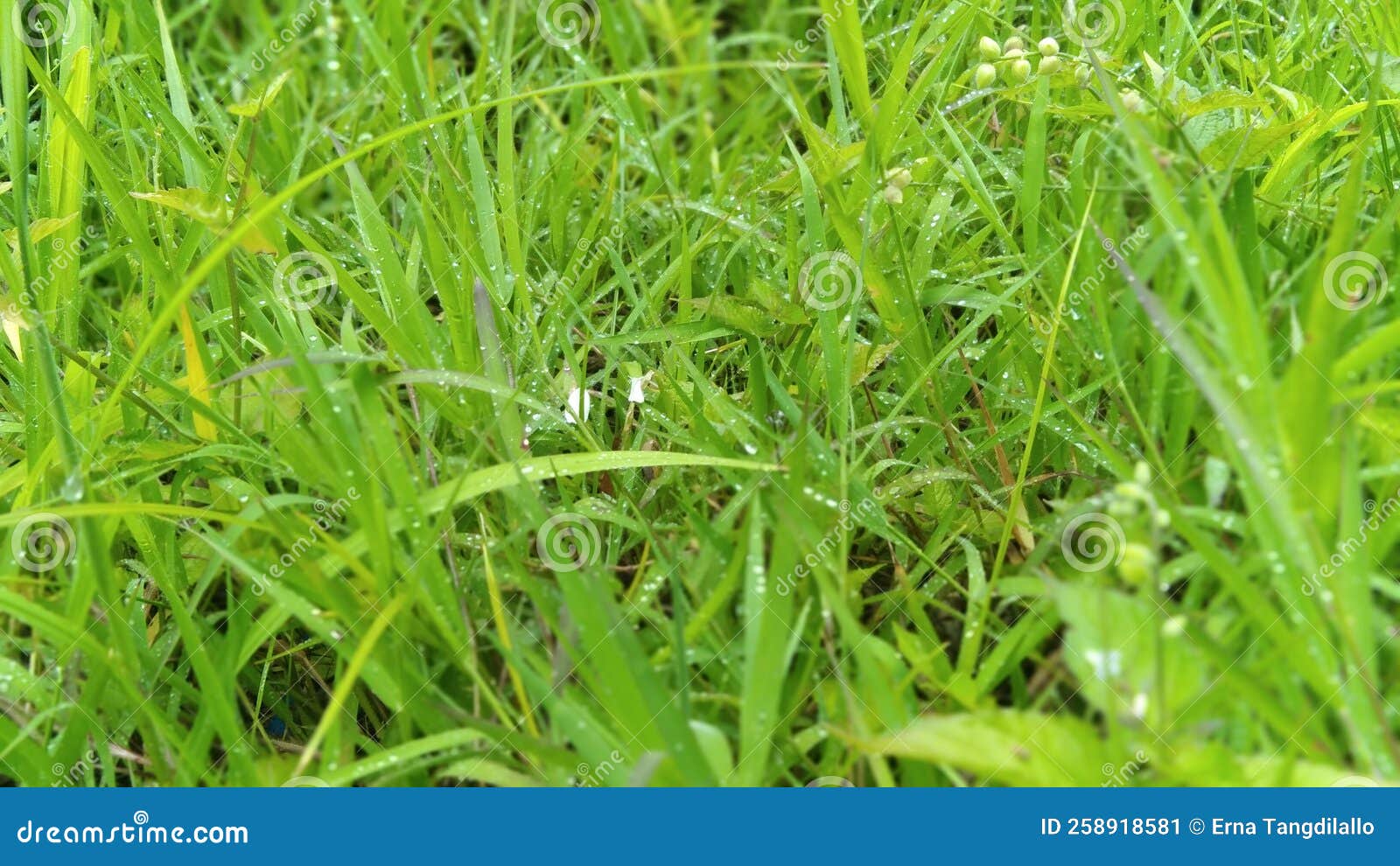 Fresh Dew on the Grass & X28;1& X29; Stock Image - Image of prairie ...
