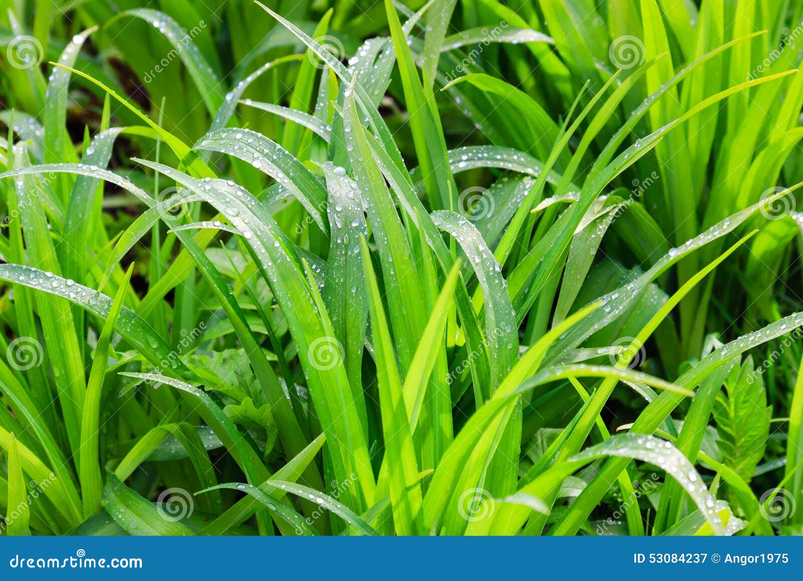 Fresh Dew on a Green Grass Closeup Stock Image - Image of blur, garden ...