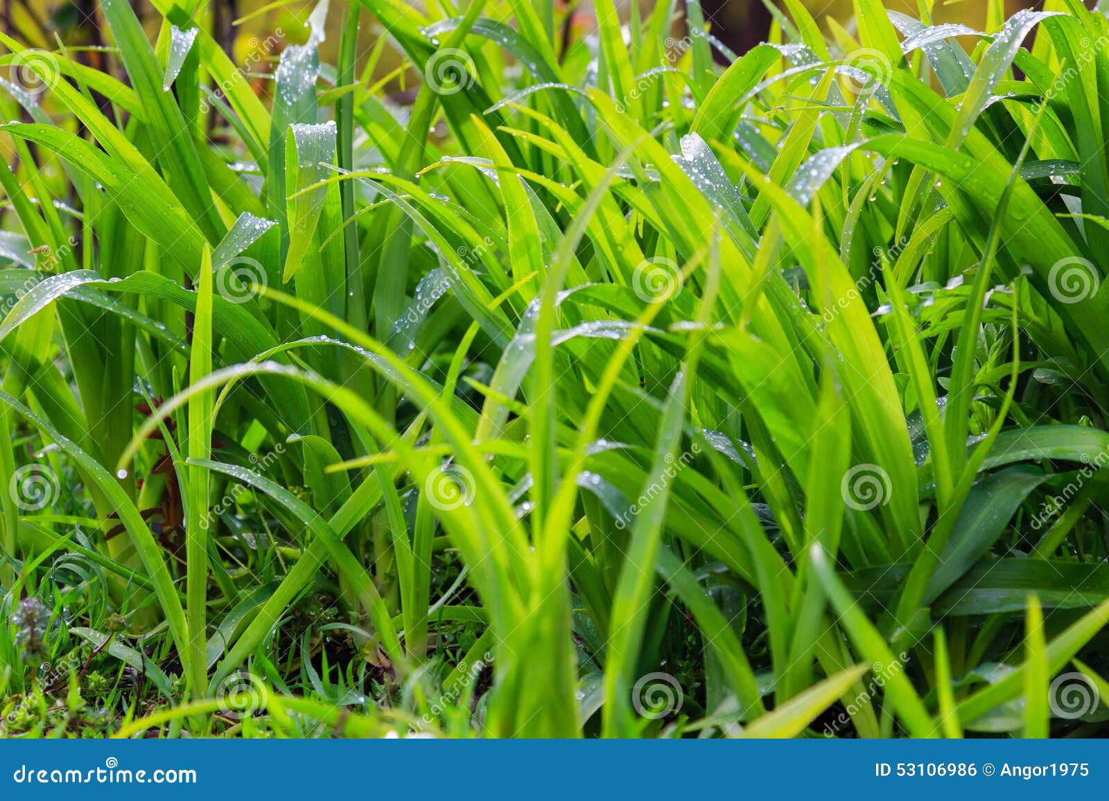 Fresh Dew on a Green Grass Closeup Stock Photo - Image of agriculture ...