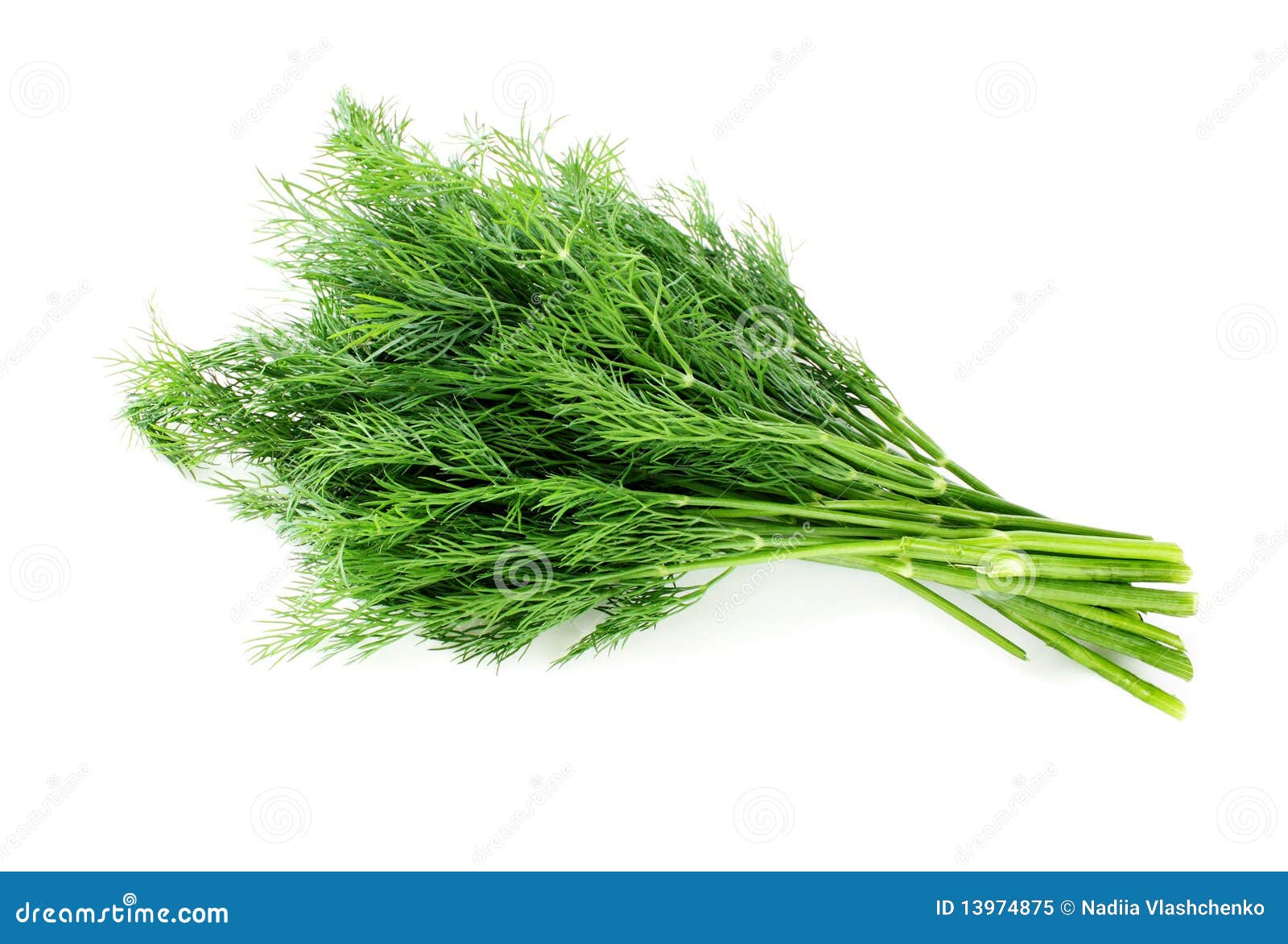 Fresh dill stock image. Image of plant, freshness, branch - 13974875