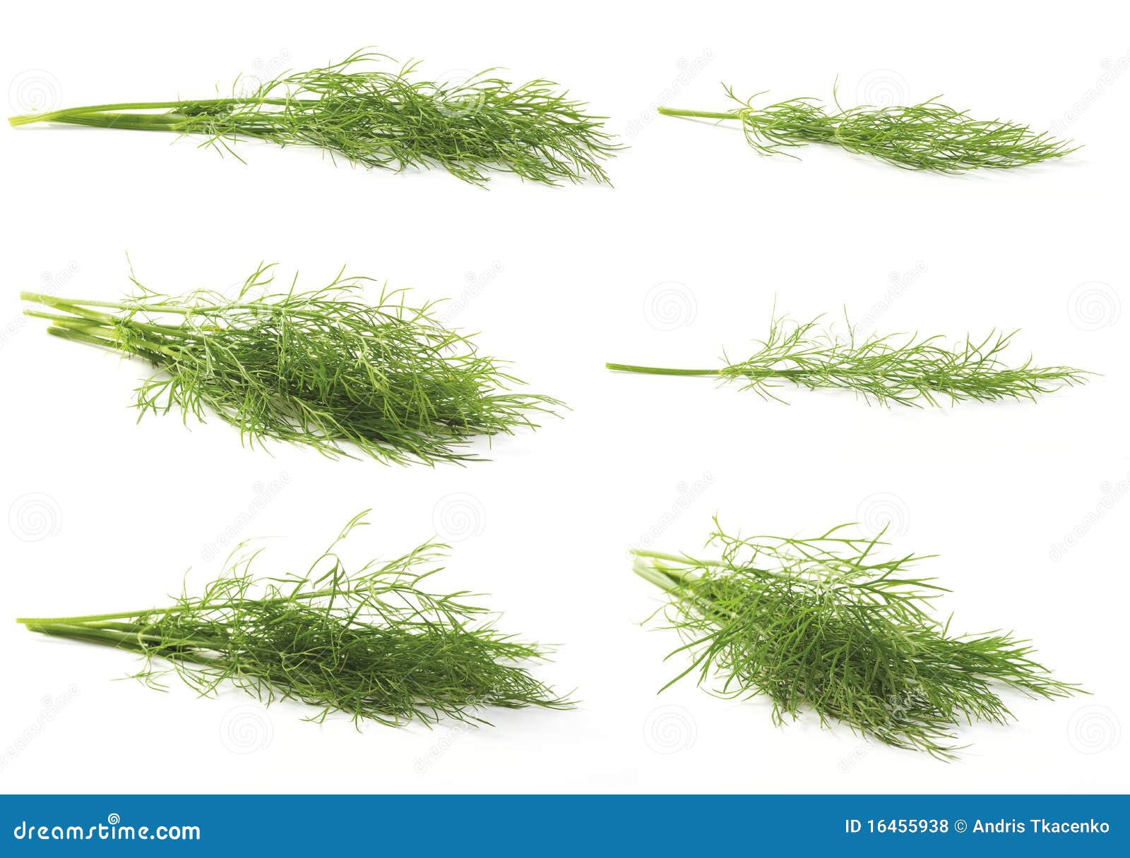 Fresh Dill stock photo. Image of stem, green, herbal - 16455938