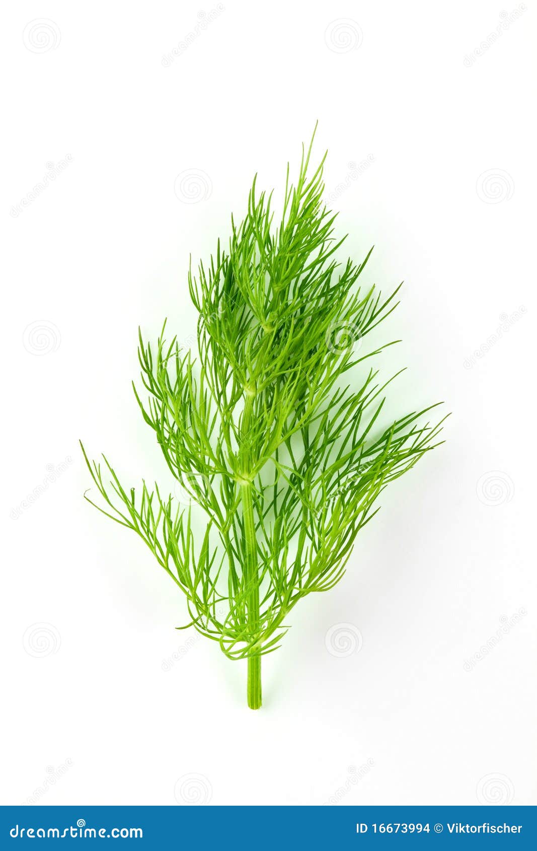 Fresh dill stock photo. Image of culinary, herb, organic - 16673994