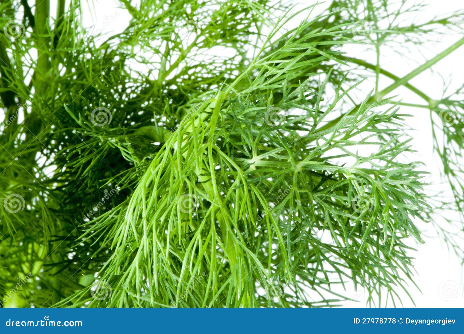 Fresh dill stock photo. Image of culinary, nutrition - 27978778