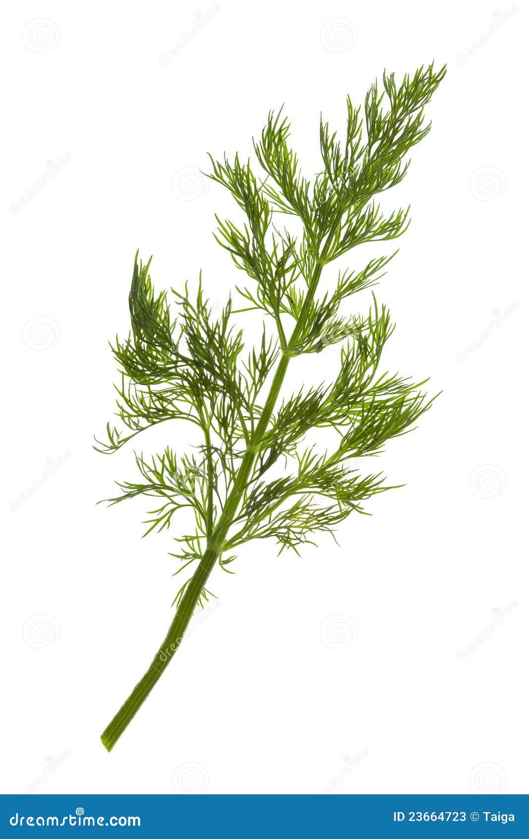 Fresh Dill / Close Up / Isolate on White Stock Image - Image of macro ...