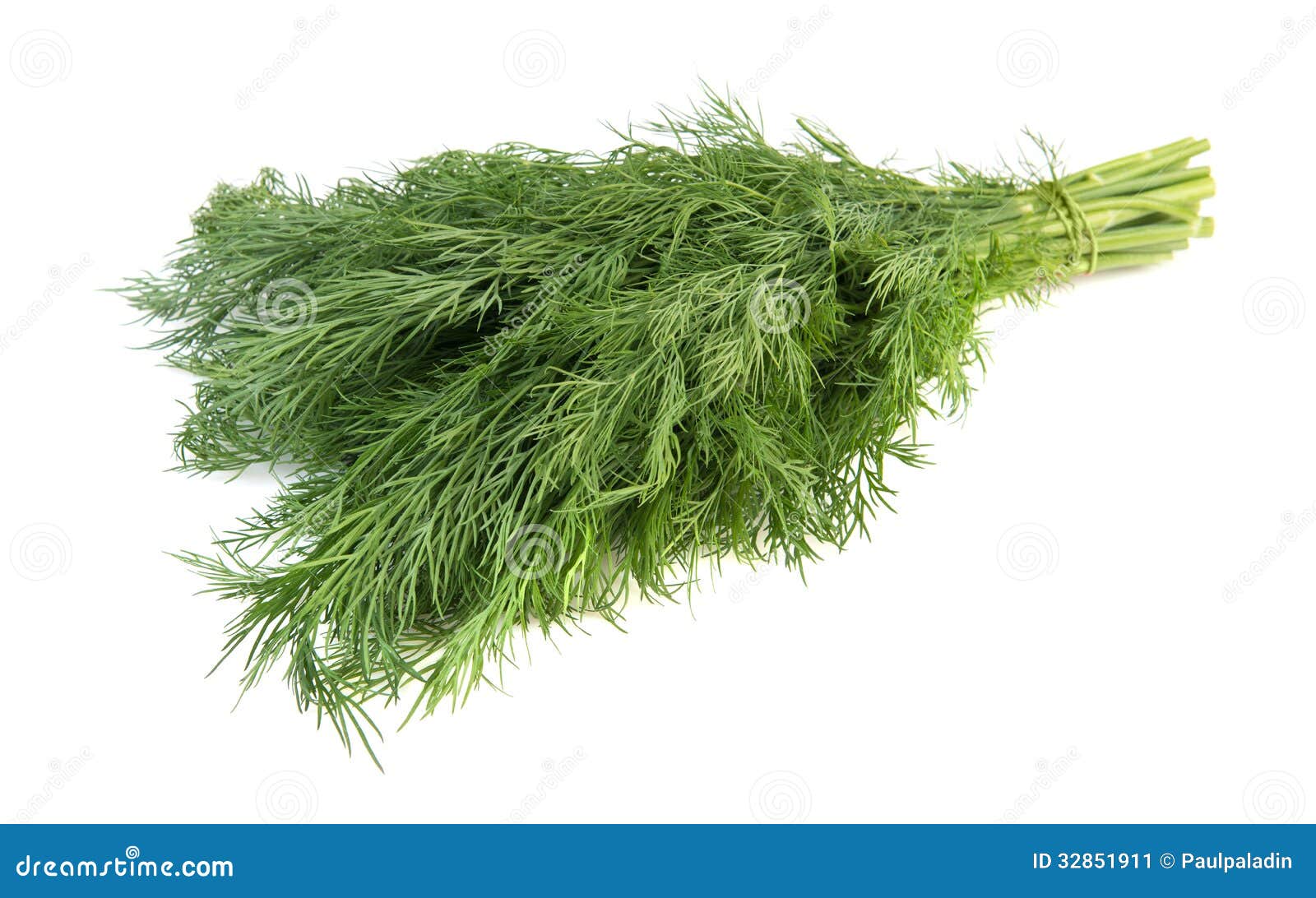 Fresh dill stock image. Image of object, nature, herb - 32851911