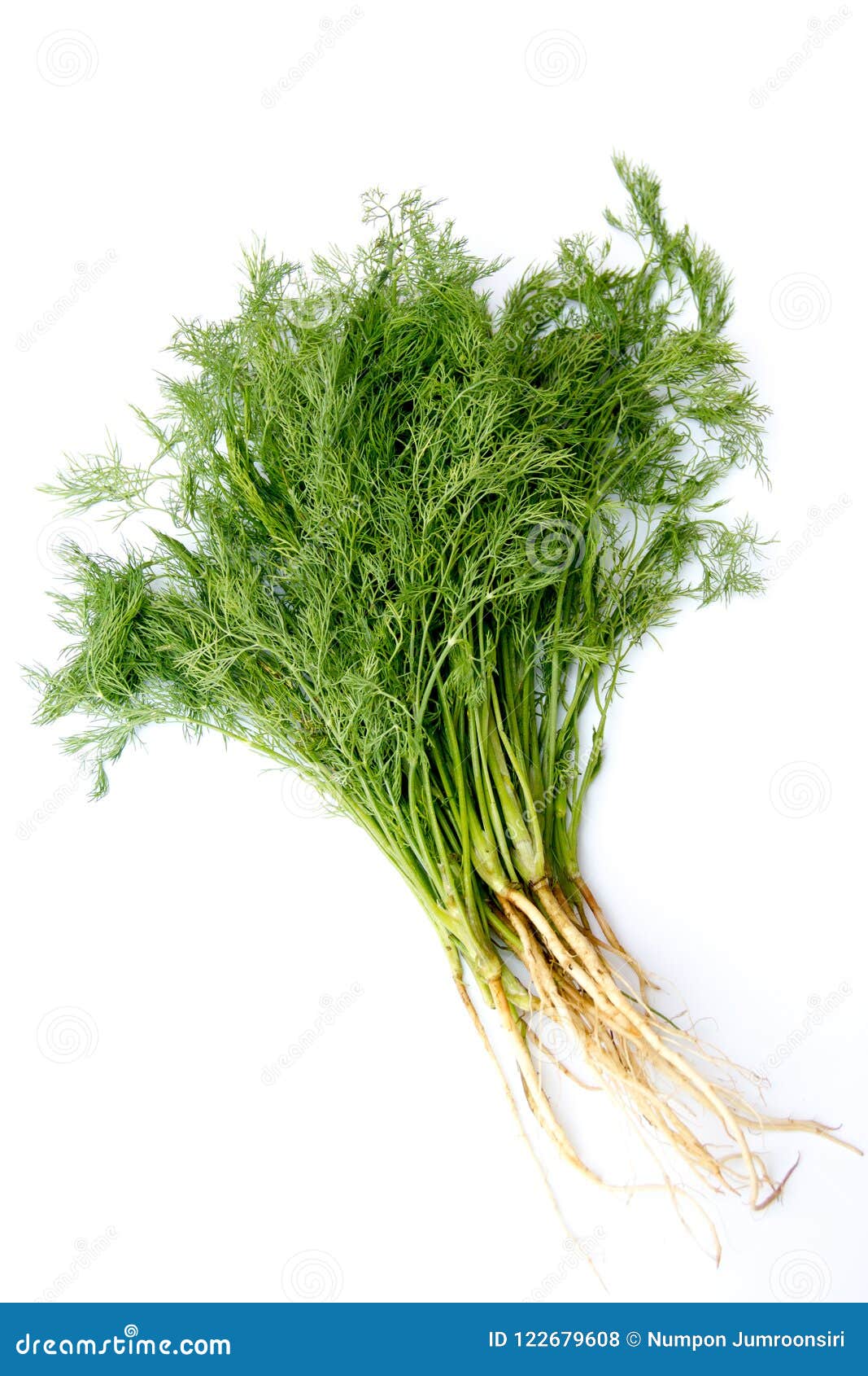 Fresh Dill Isolated on White Stock Photo - Image of garnish, health ...