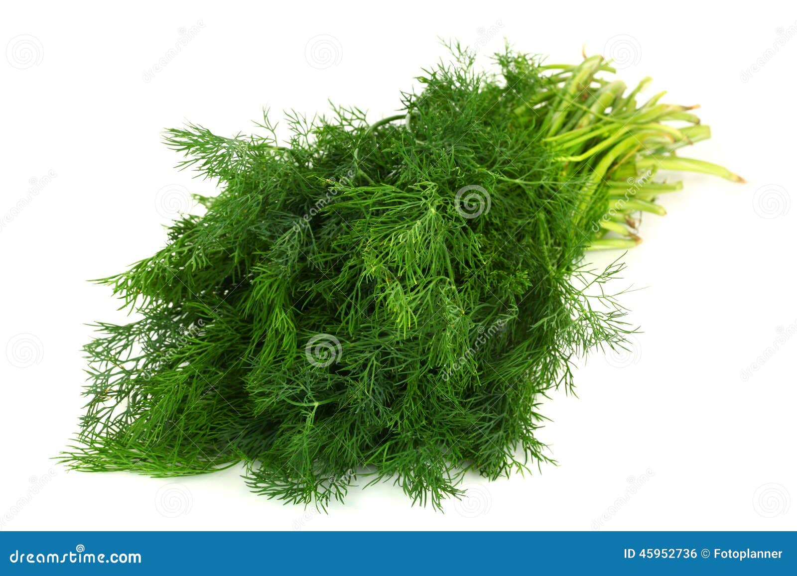 Fresh dill stock photo. Image of spice, ingredient, green - 45952736