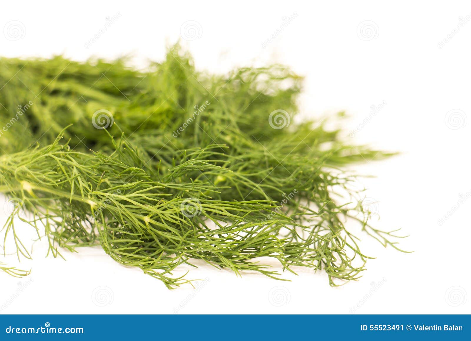 Fresh dill stock image. Image of spice, nature, vitamin - 55523491