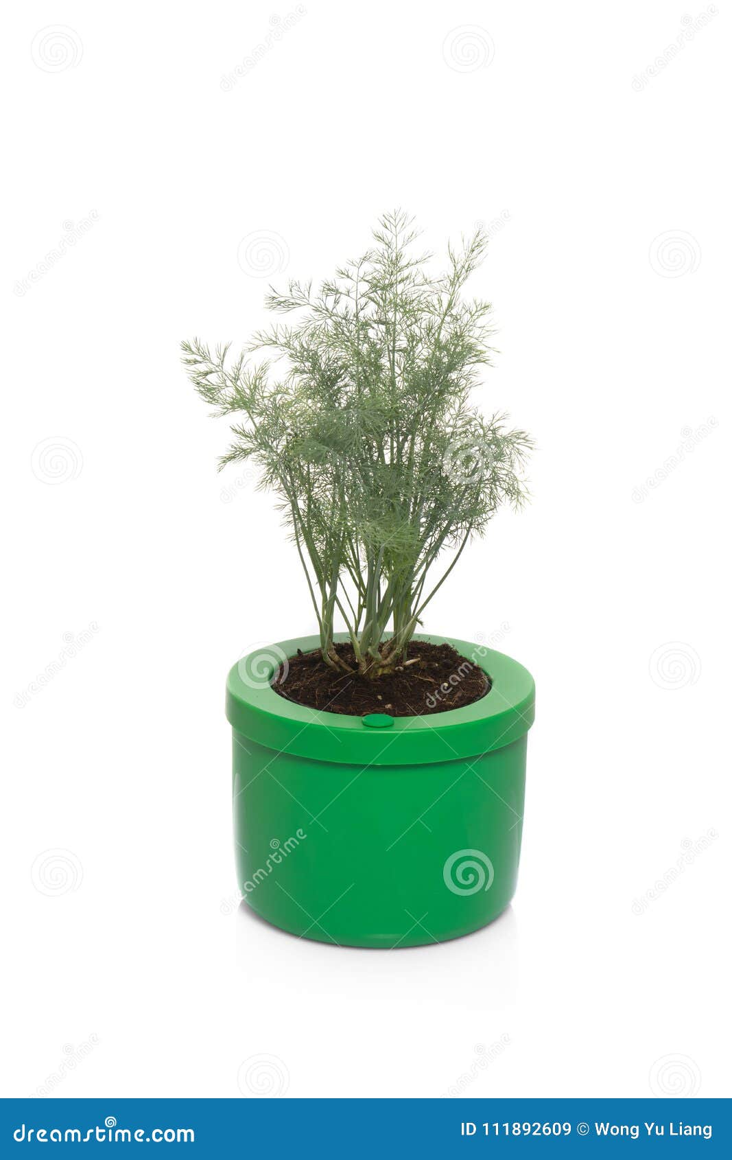 Dill in pot stock image. Image of isolated, fresh, cooking - 111892609