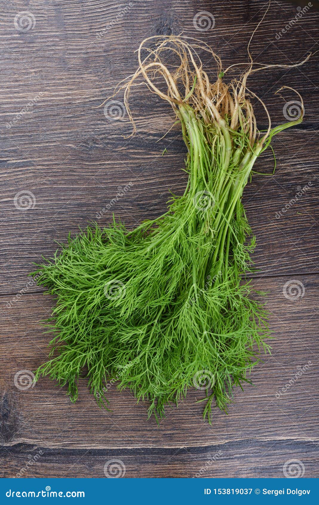 Fresh Dill with Roots on Wooden Table. Top View. Stock Image - Image of ...